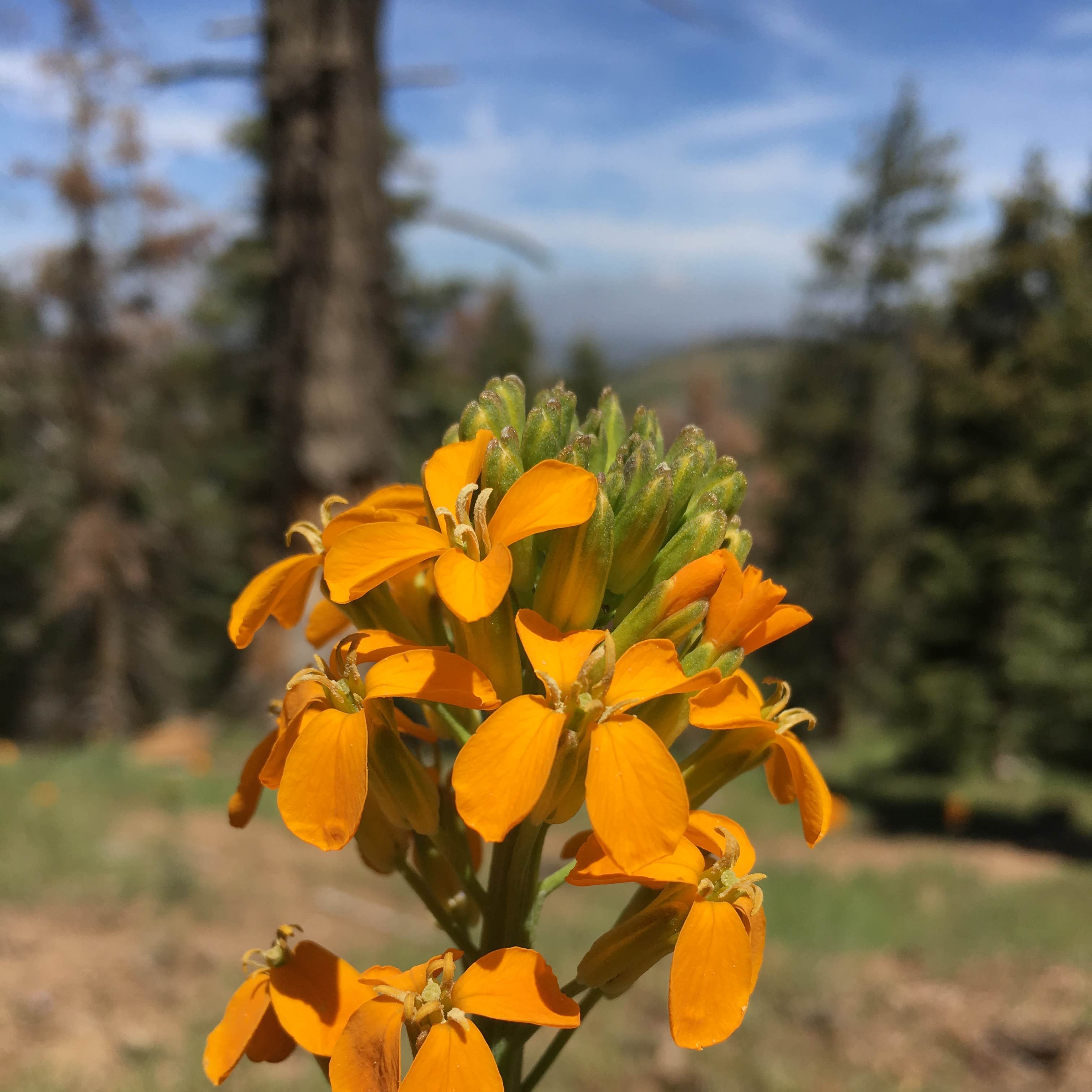 Tehachapi Mountain Park Camping | The Dyrt