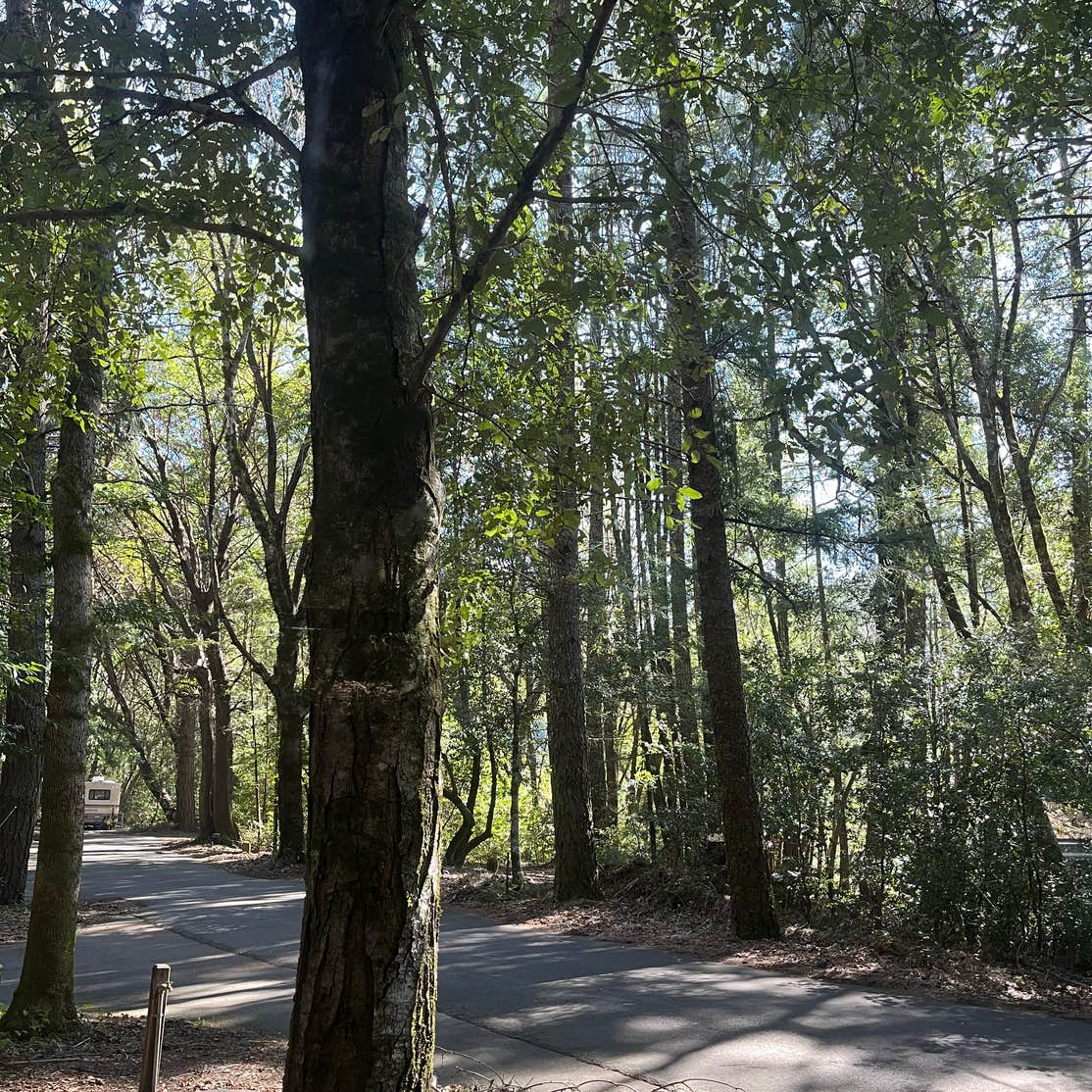 Redwood Campground — Standish-Hickey State Recreation Area Camping ...