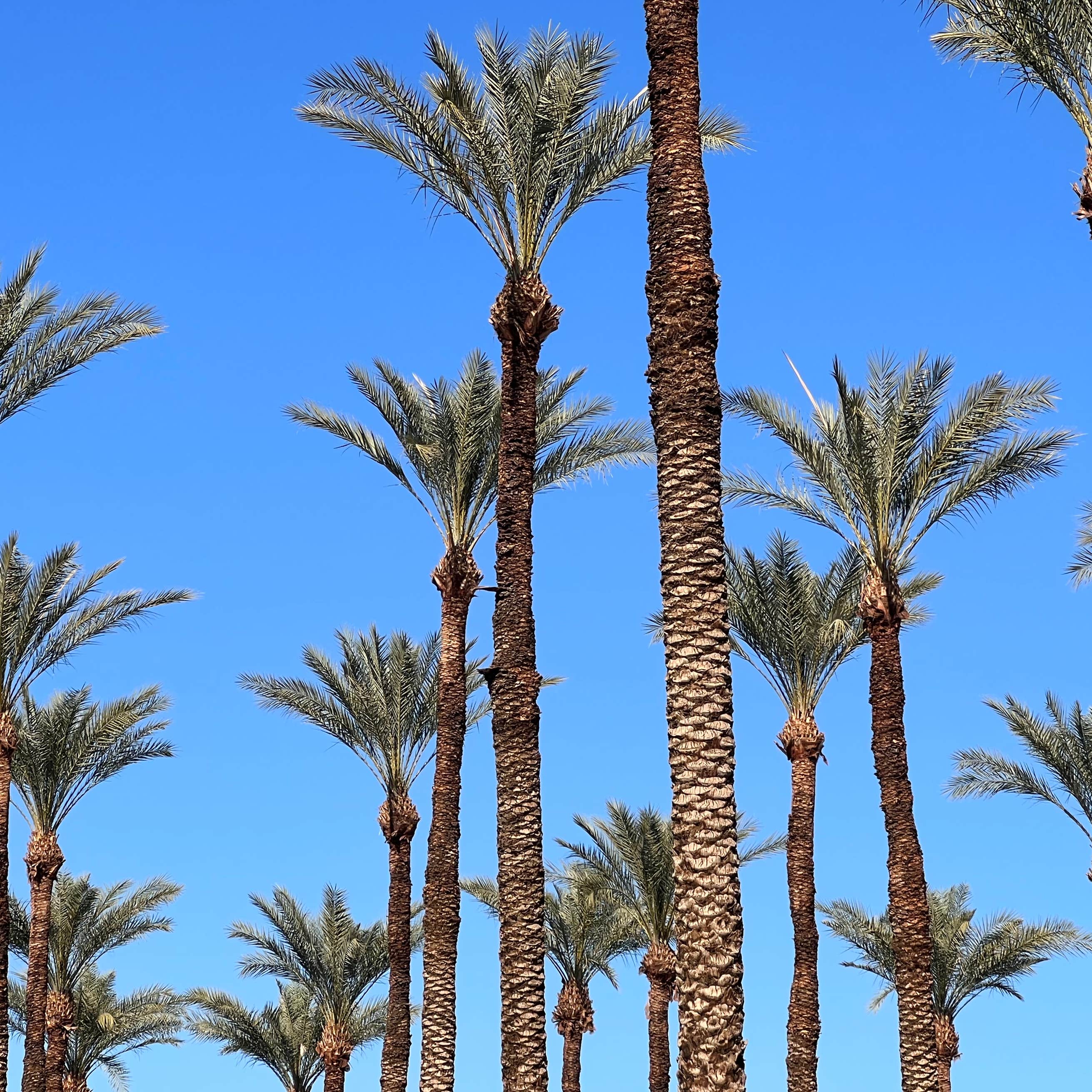 Encore Palm Springs Oasis Camping | Rancho Mirage, California