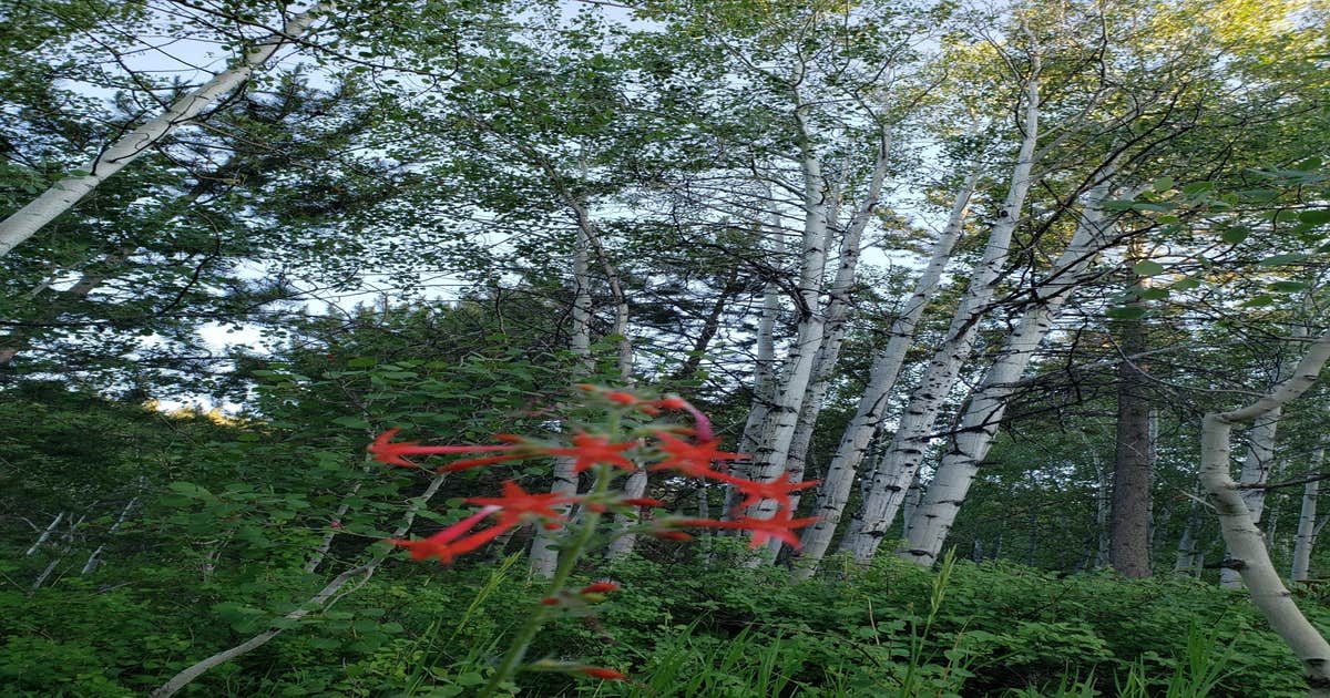 Currant Creek Camping | Heber city, UT