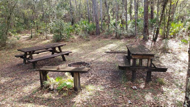 Green Swamp — East Tract Camping | The Dyrt