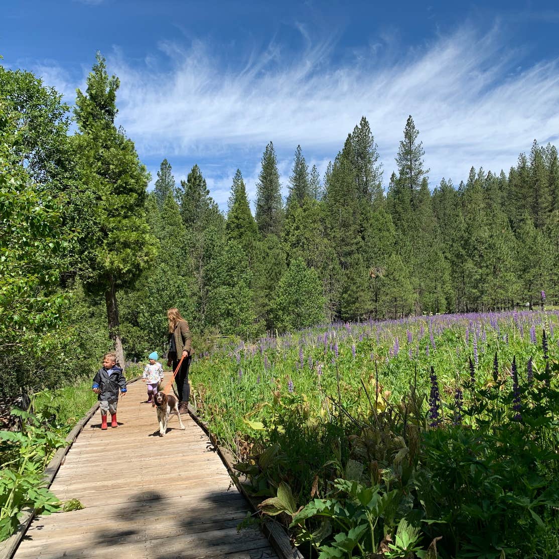 Pipi Campground | Grizzly Flats, California
