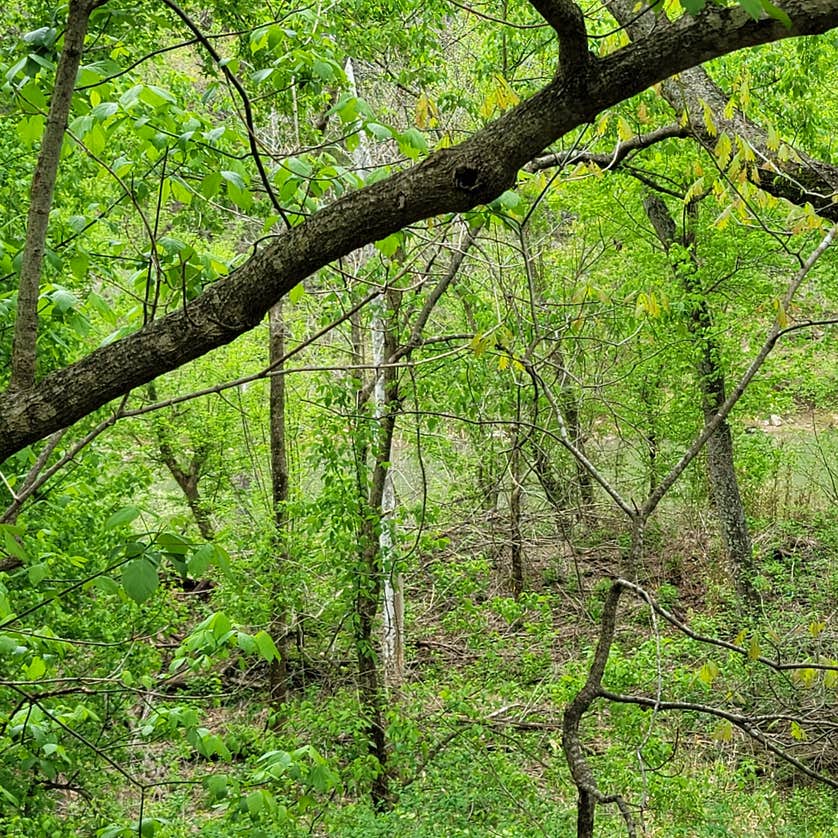 Woolum Dispersed Area — Buffalo National River | St. Joe, AR