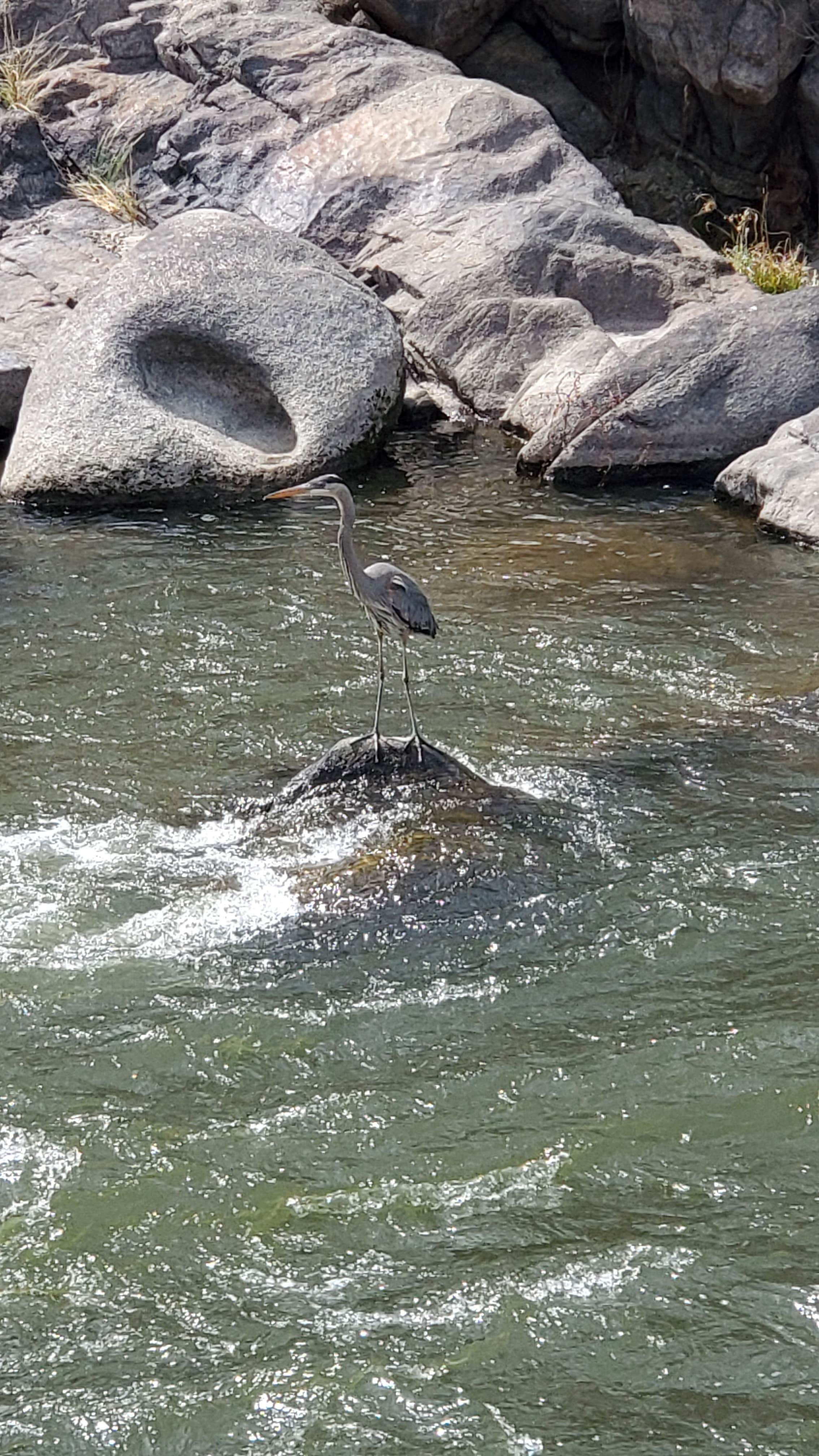 Keysville South Recreation Site Camping | Lake Isabella, CA