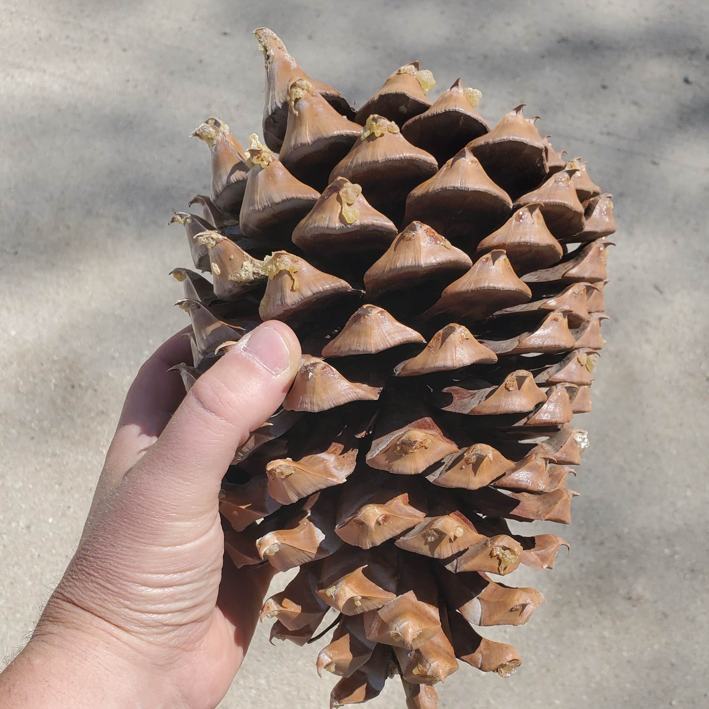 Keysville South Recreation Site Camping | Lake Isabella, CA