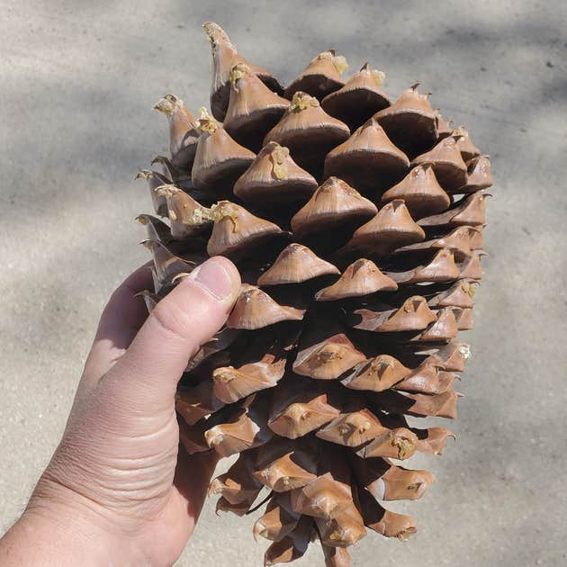 Keysville South Recreation Site Camping | Lake Isabella, California