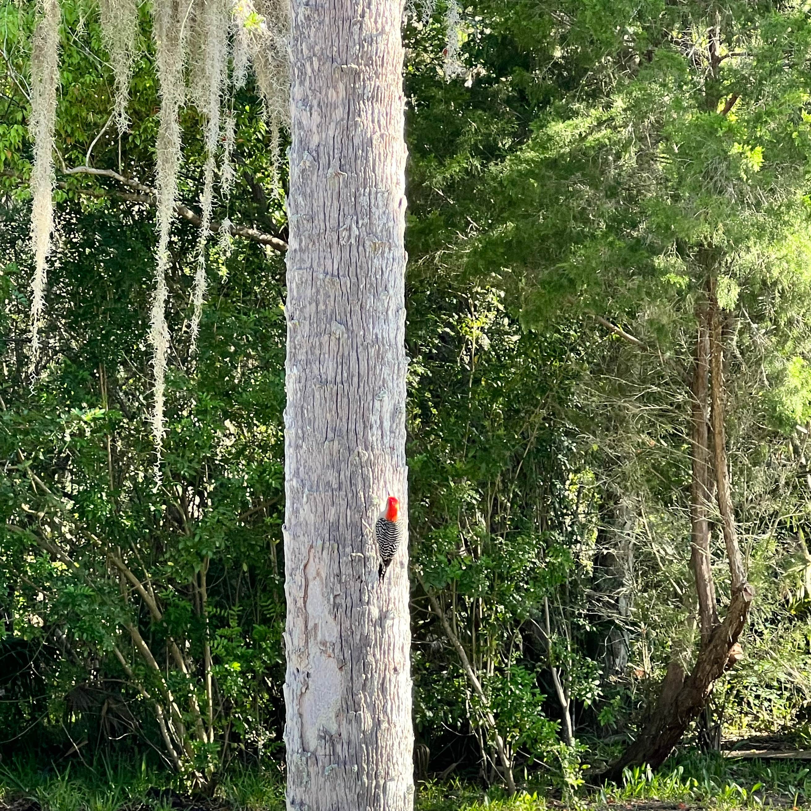 Encore Crystal Isles Camping | Crystal River, Florida