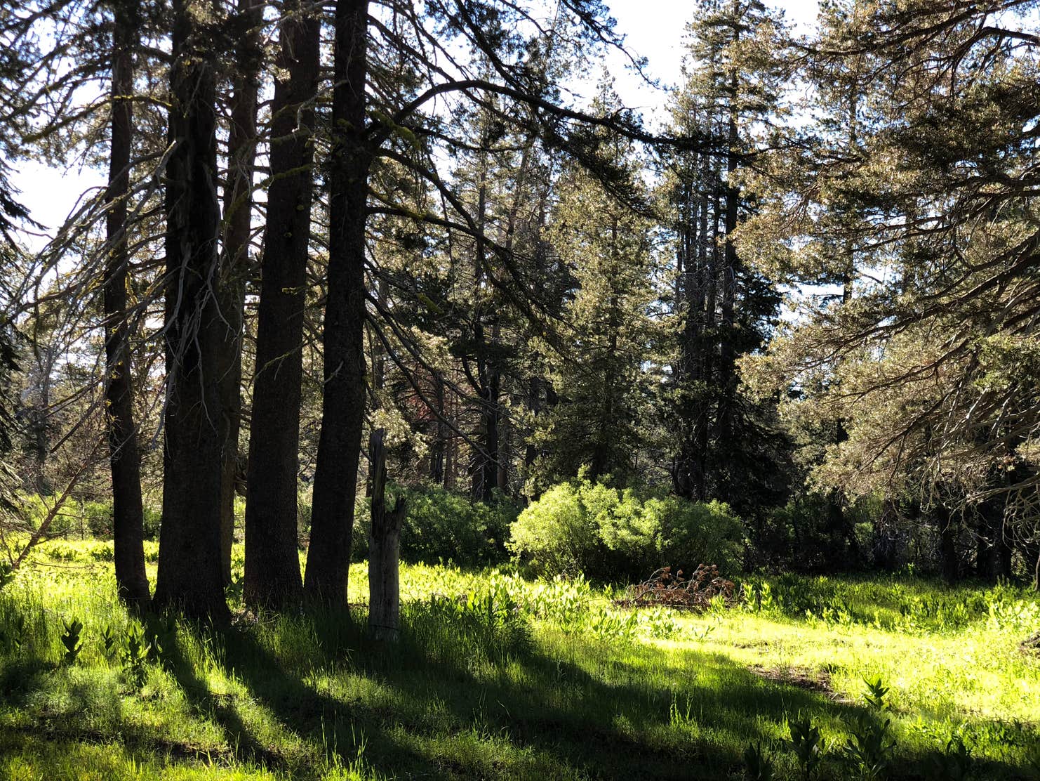 Gold Lake 4x4 Campground | The Dyrt