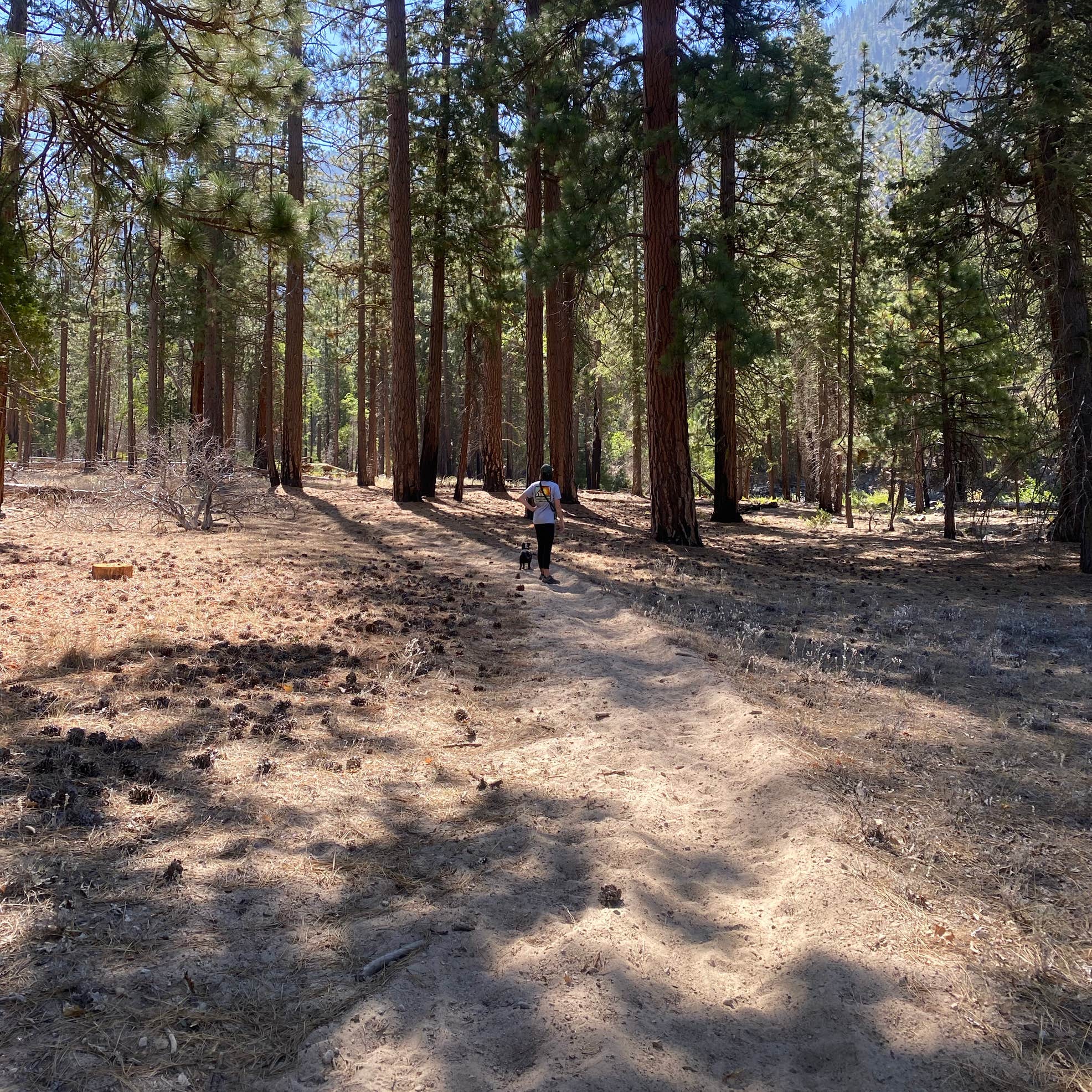 Sentinel Campground — Kings Canyon National Park | Three rivers, CA