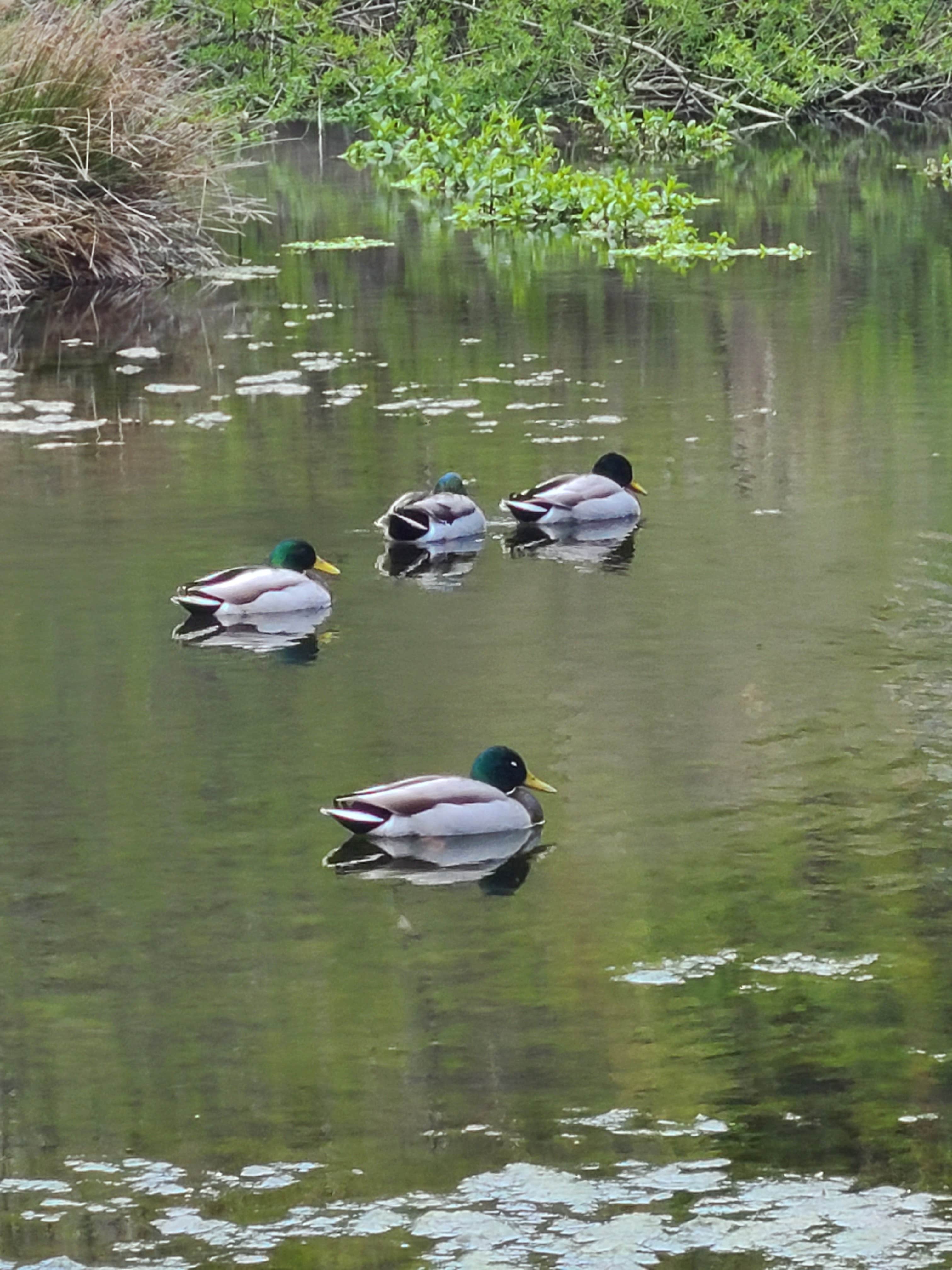 Nelson Falls RV Park | Camp Nelson, CA