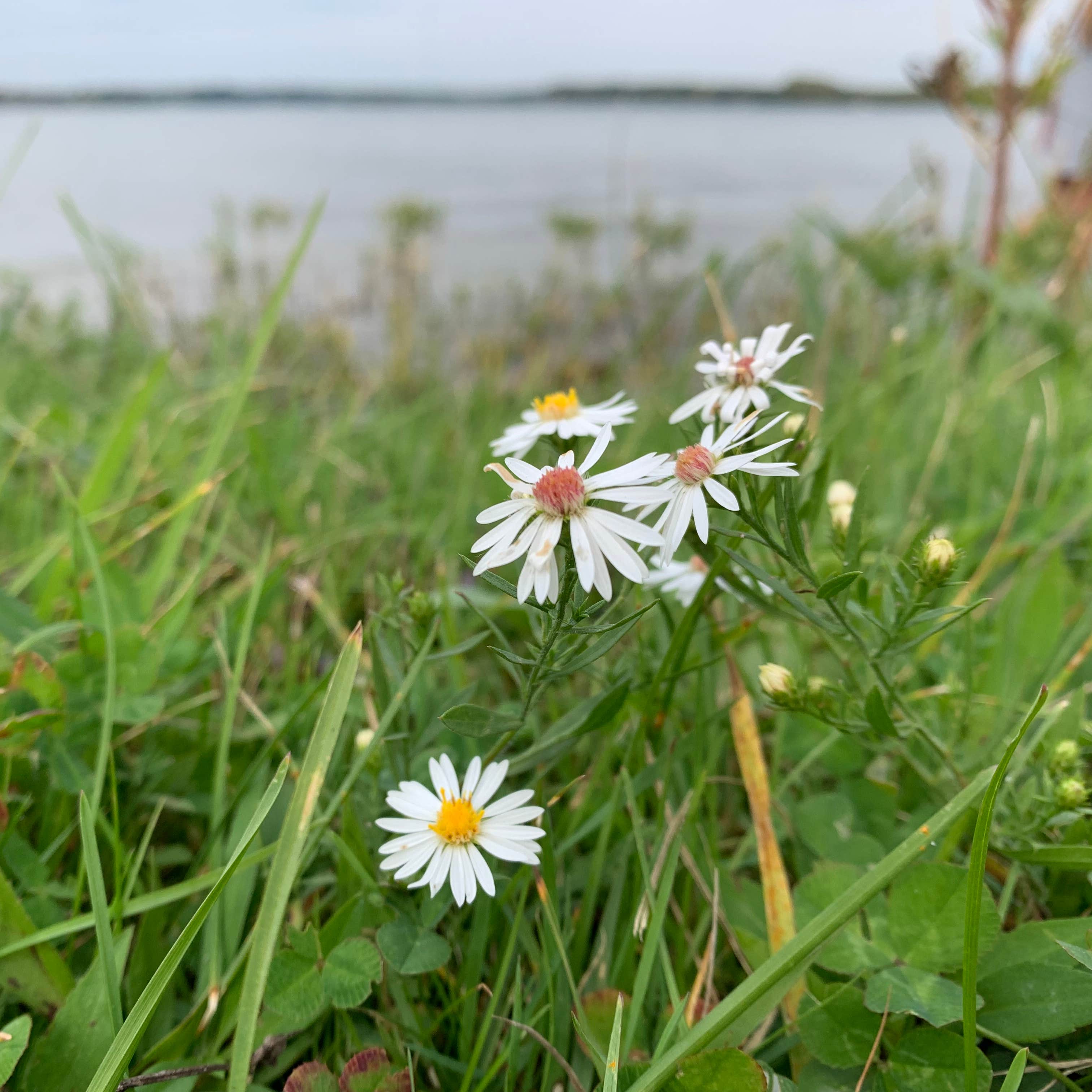 Gun Lake Campground — Yankee Springs Recreation Area | Middleville ...