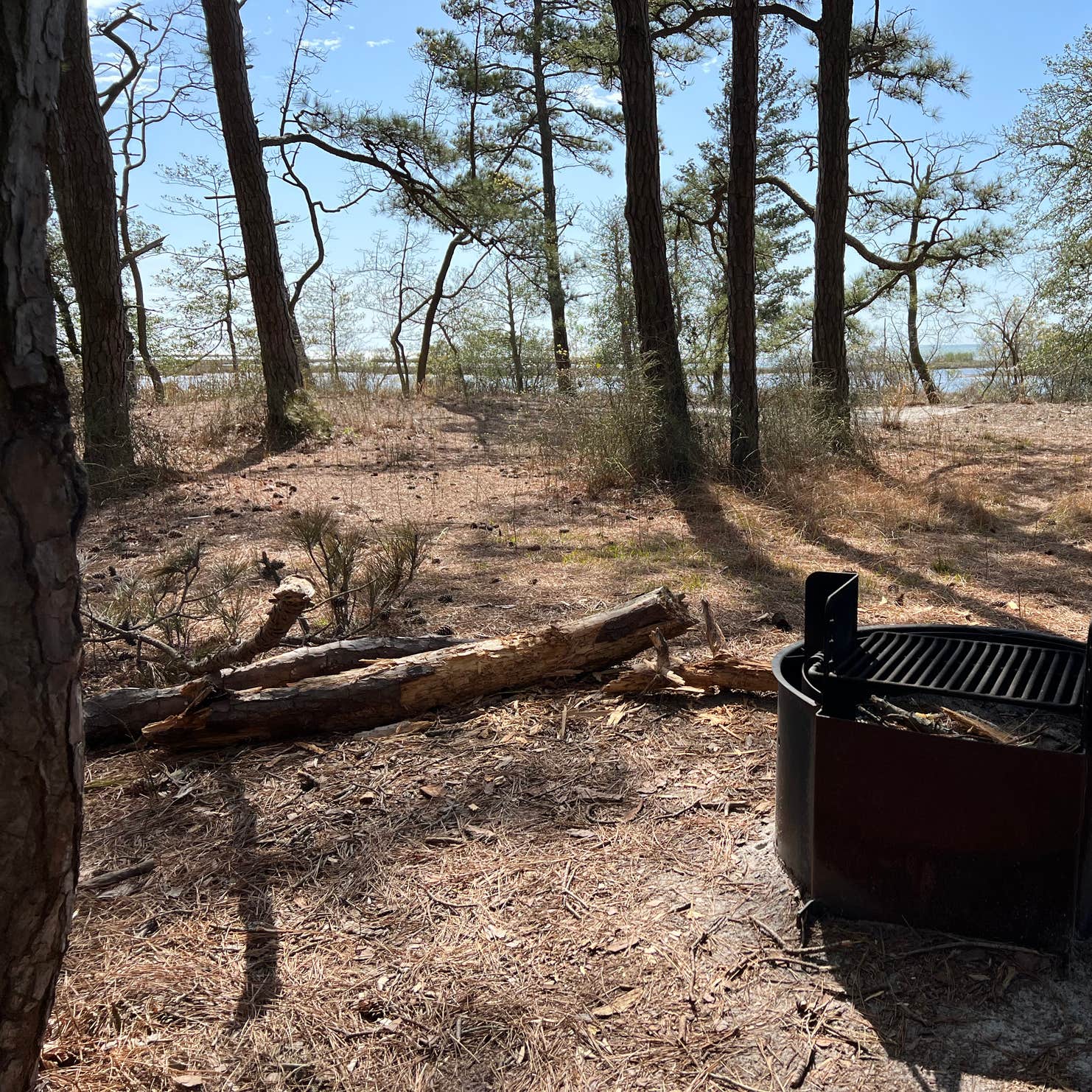 Pine Tree Backcountry Site — Assateague Island National Seashore ...