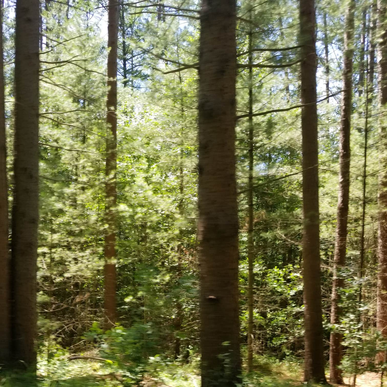 Ole Bull State Park Camping | The Dyrt