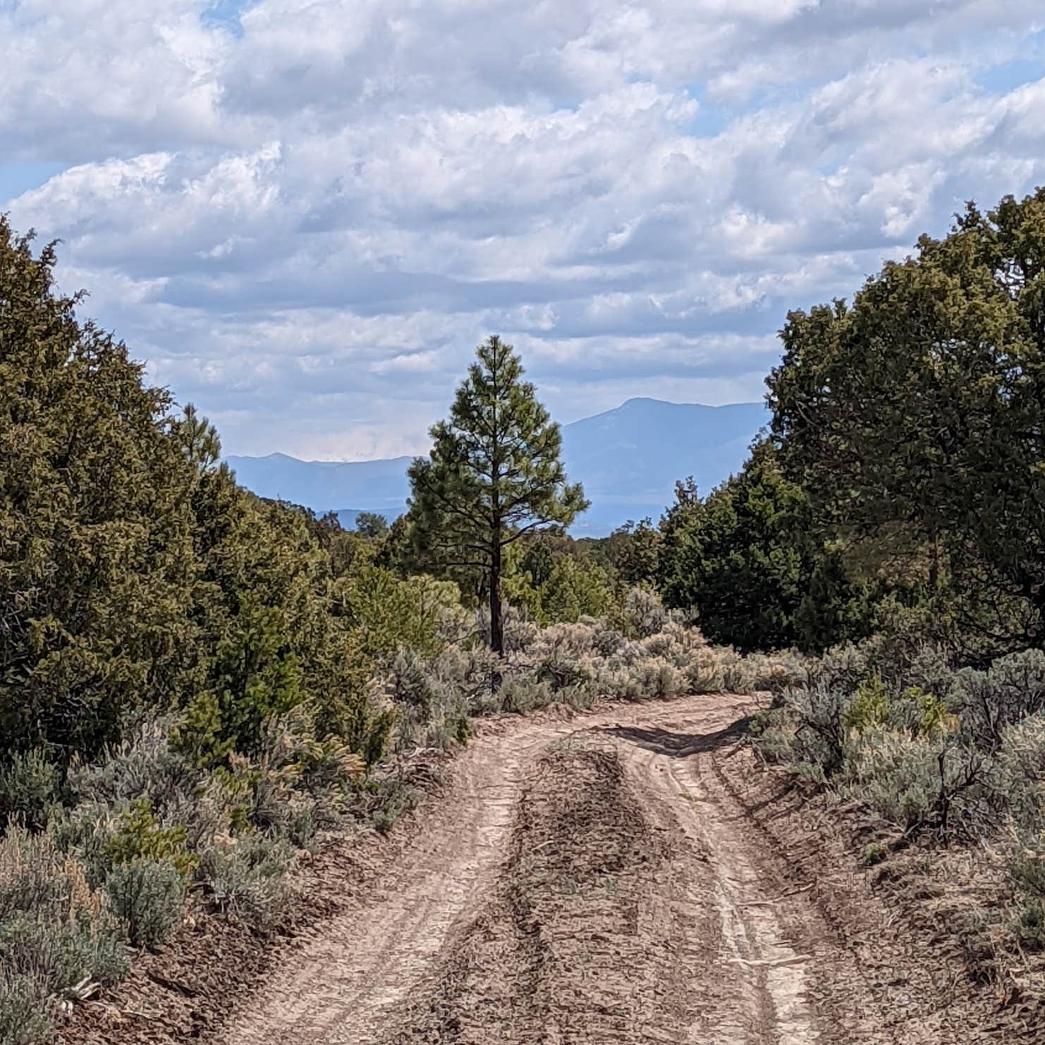 Carson NF - Forest Service Road 578 - Dispersed Camping | Carson ...