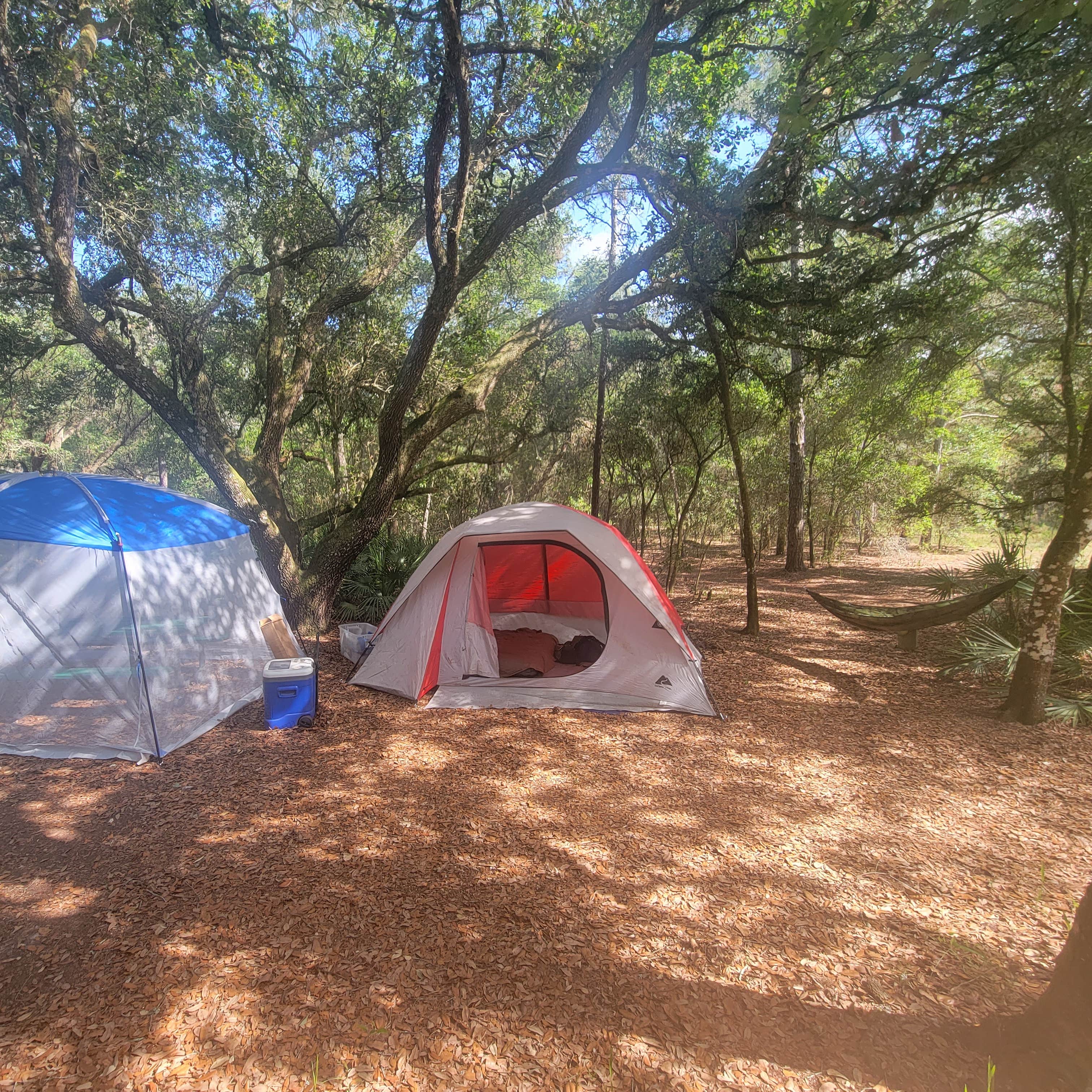 Withlacoochee River Park Camping | Dade City, Florida