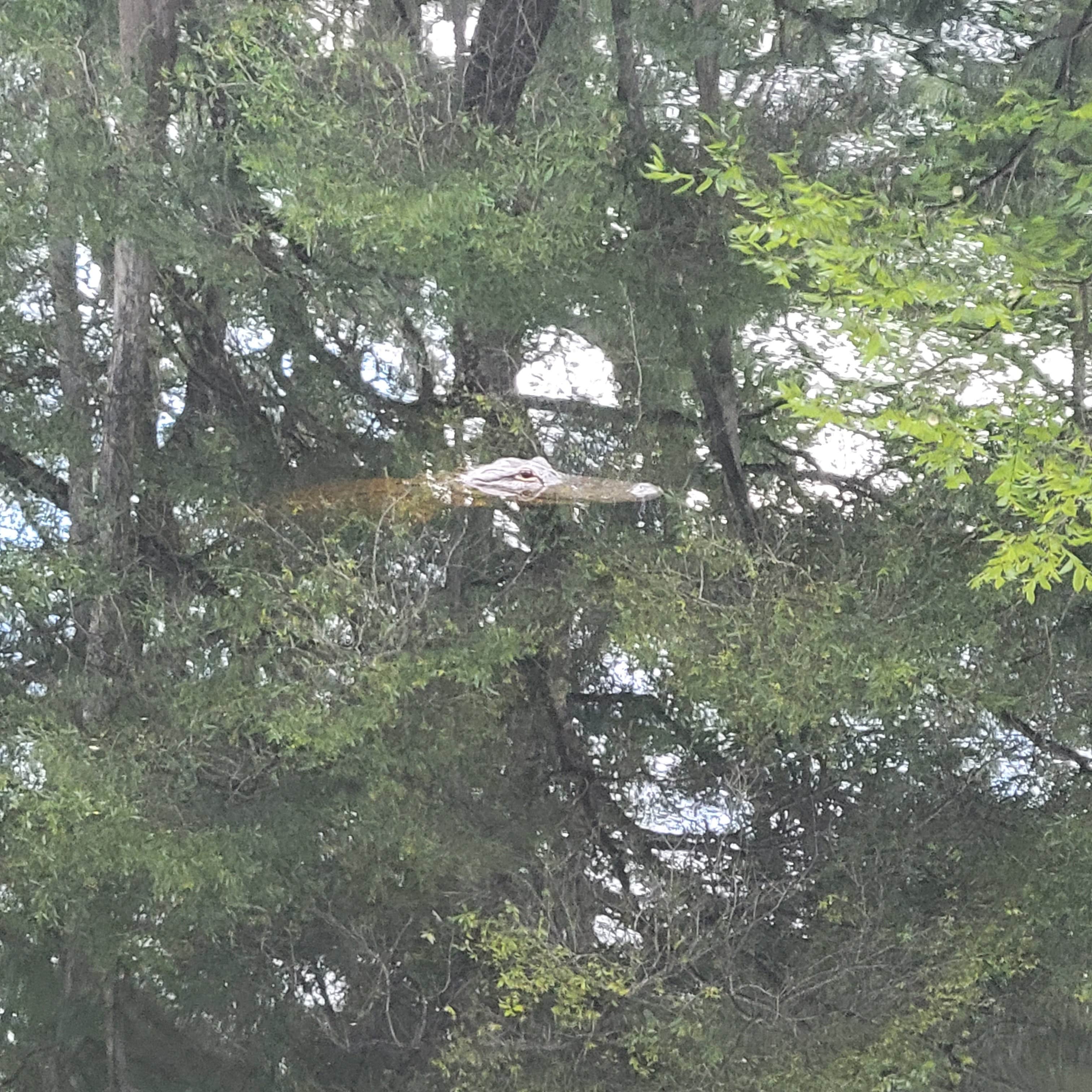 Withlacoochee River Park Camping | Dade City, Florida