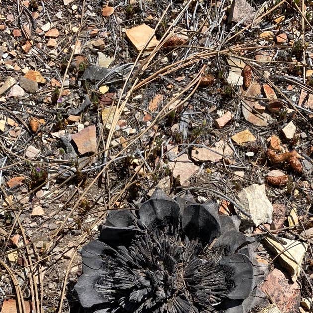 Williams Hill Recreation Area Camping | Bradley, CA