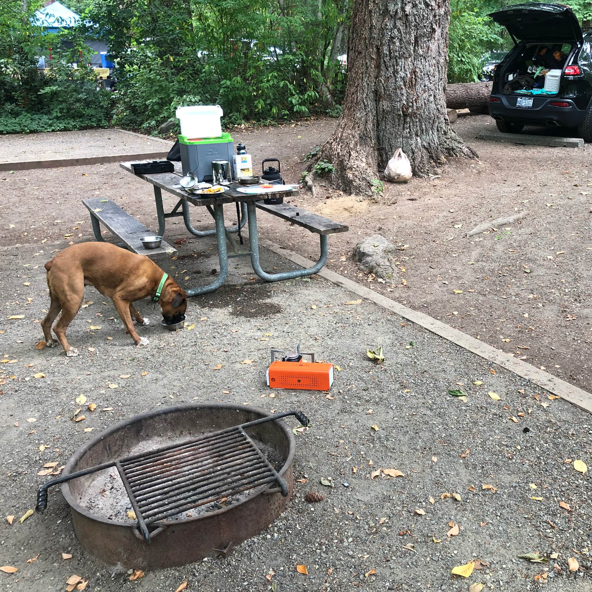 Belfair State Park Campground | Belfair, WA