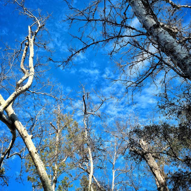 Camp Comfort Park | Ojai, CA