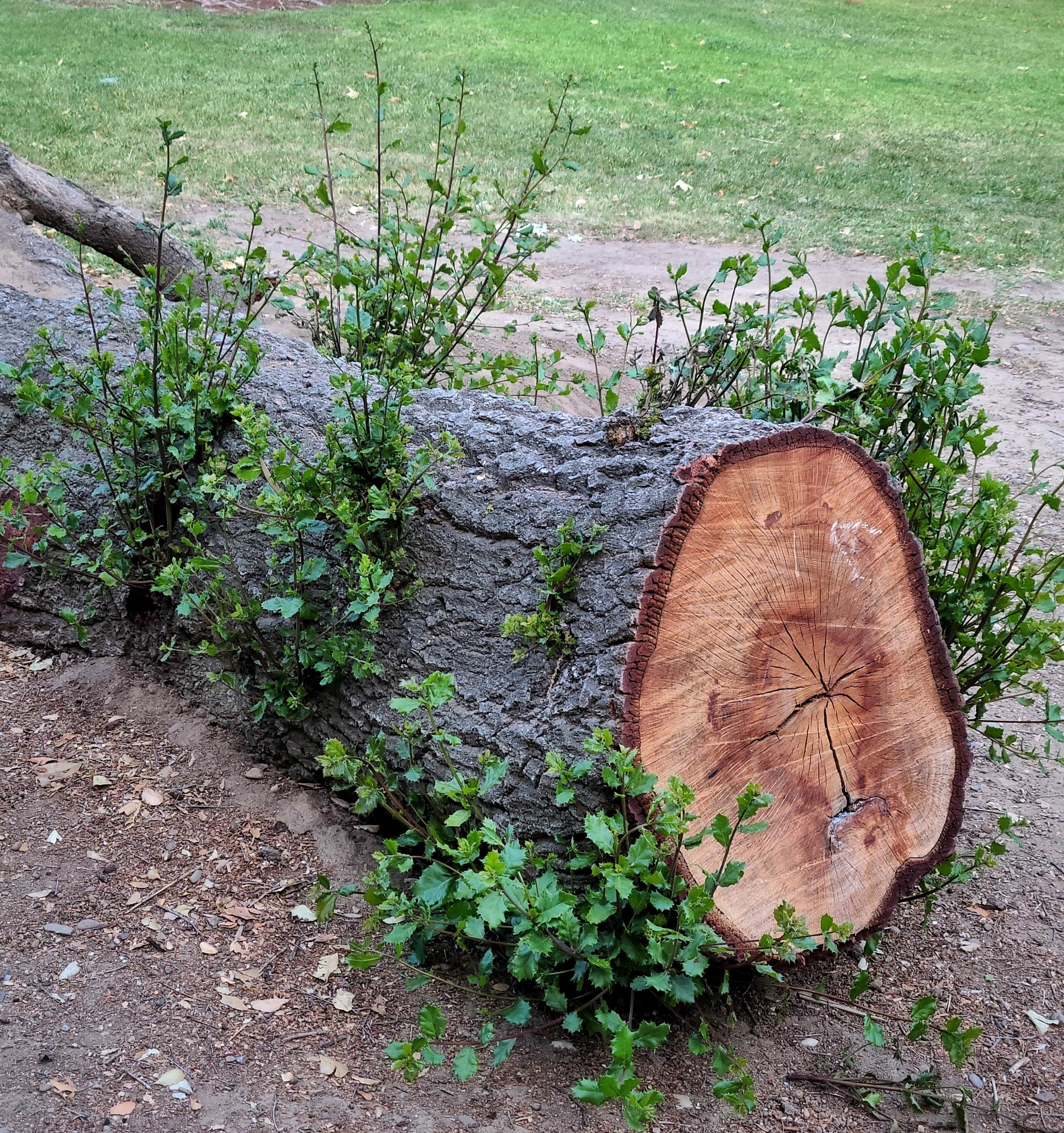Camp Comfort Park | Ojai, California