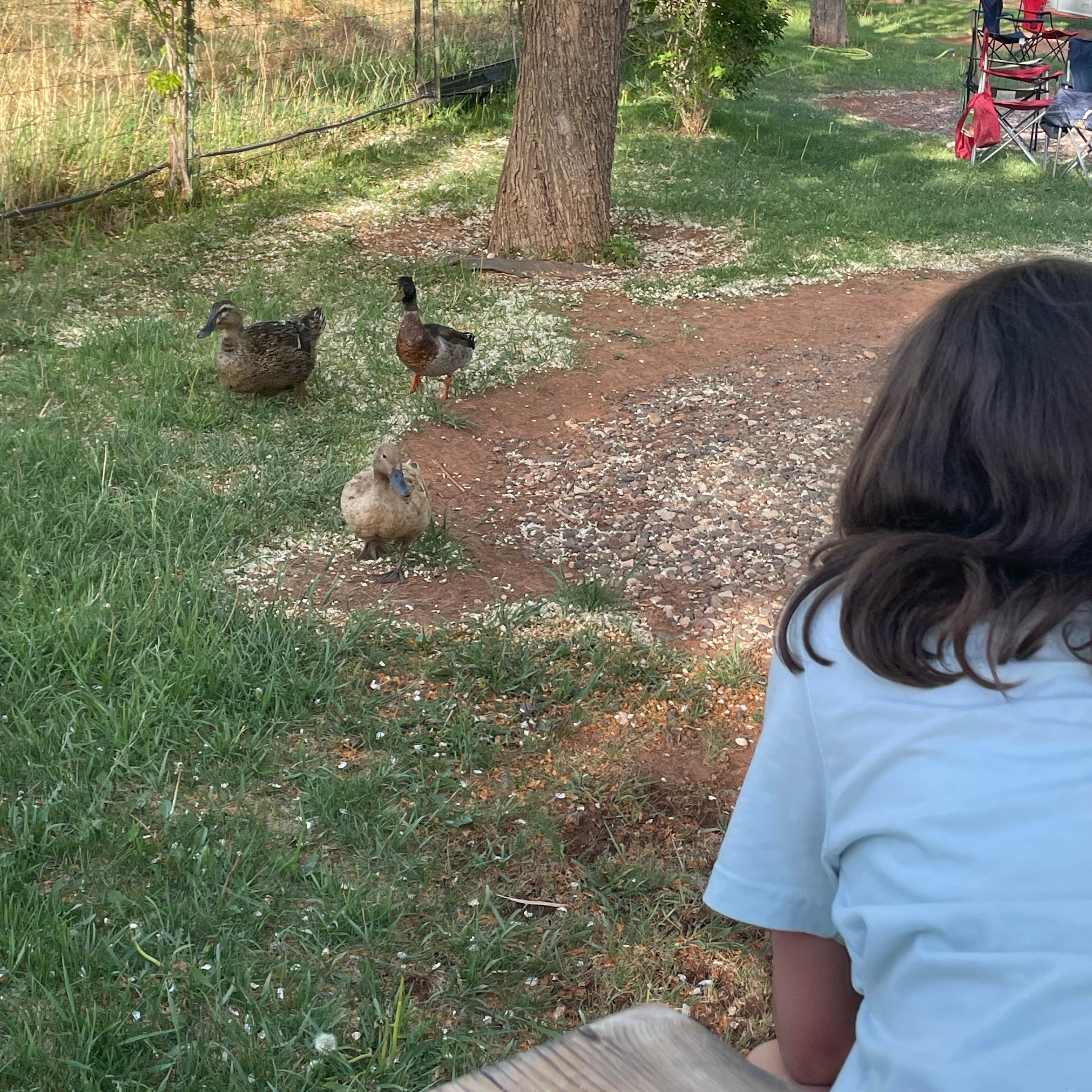 Wonderland RV Park Camping | The Dyrt