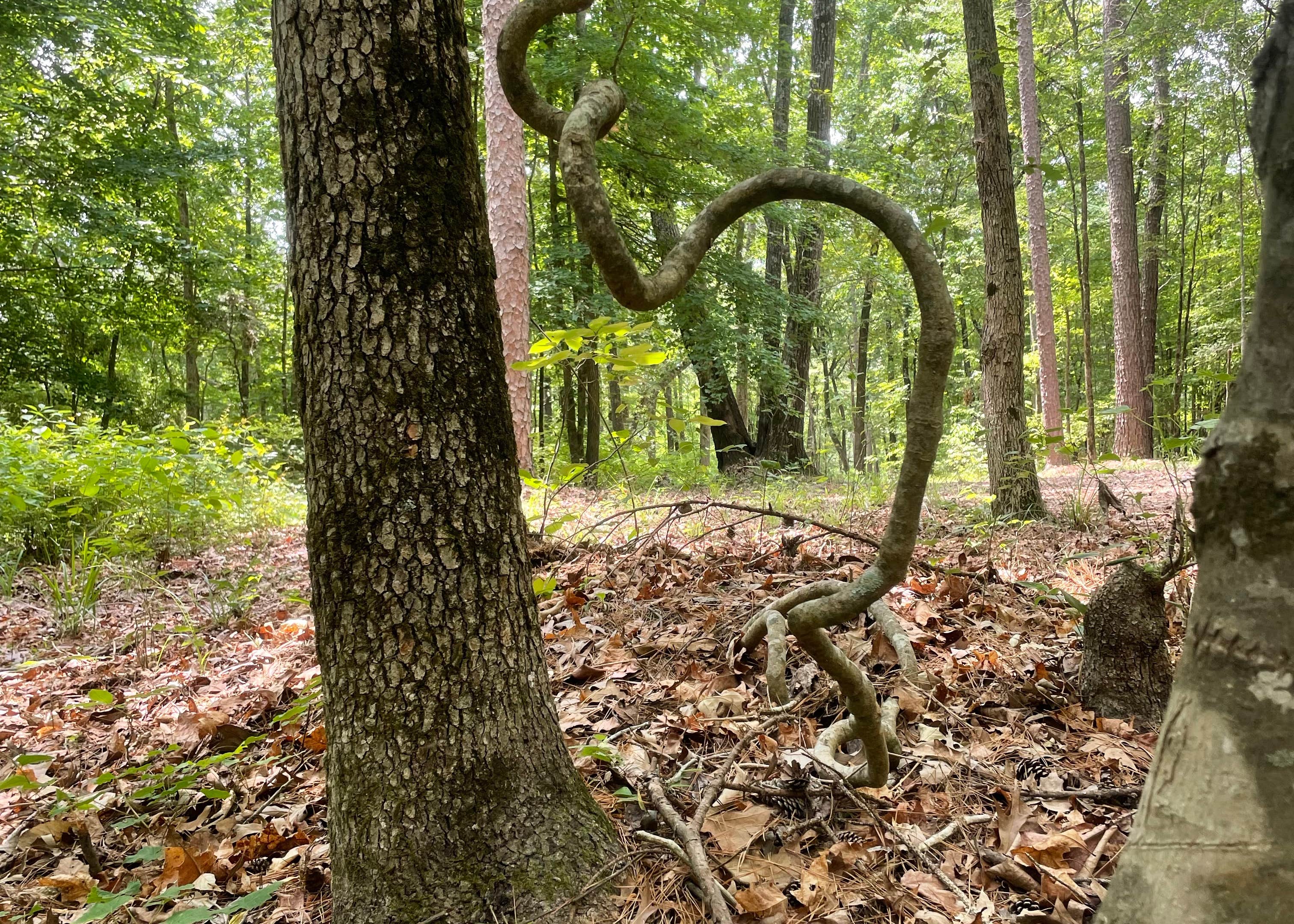 Lake Claiborne State Park Camping | The Dyrt