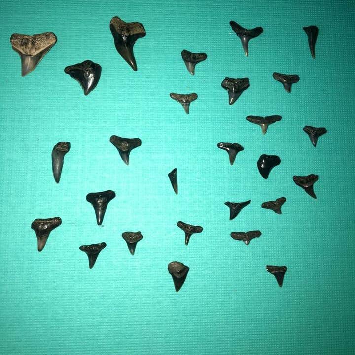 Calvert Cliffs State Park Youth Group Camping | Lusby, MD