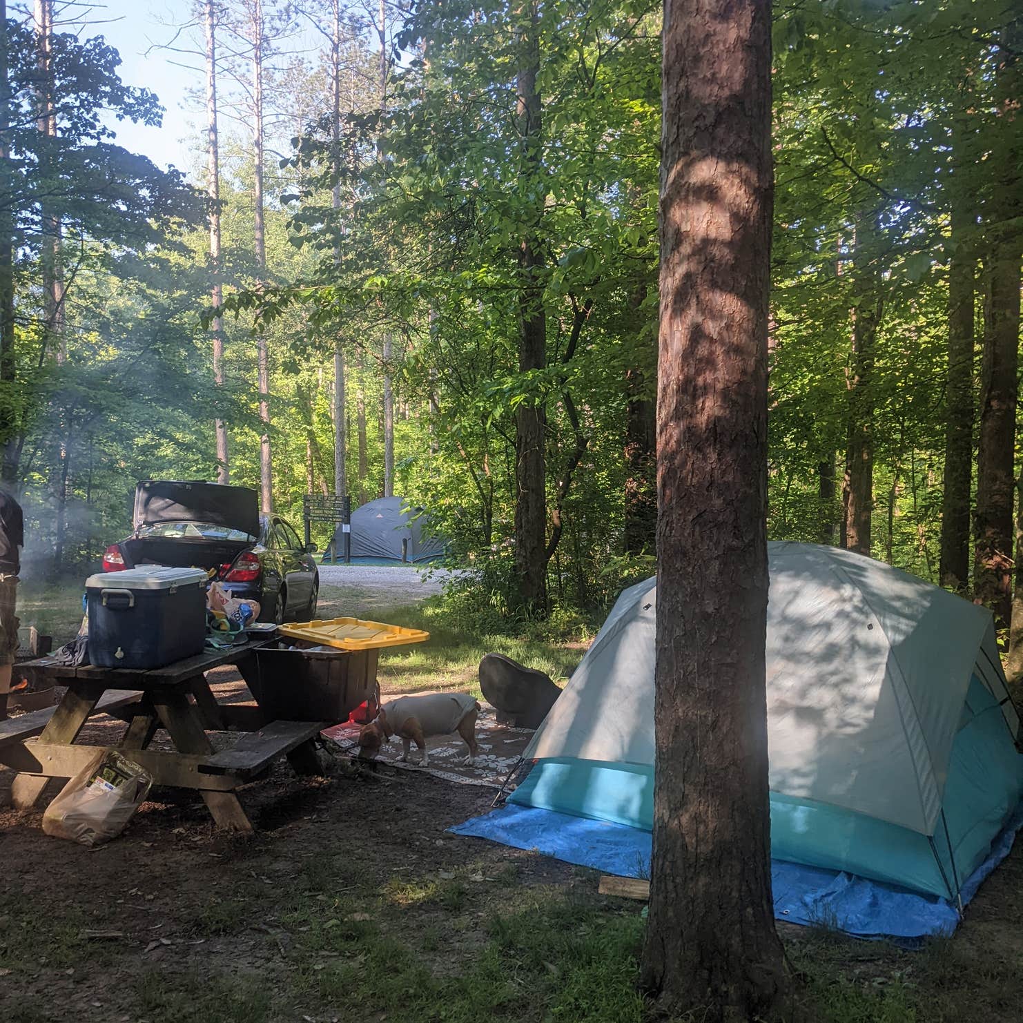 Yellowwood State Forest Camping | The Dyrt