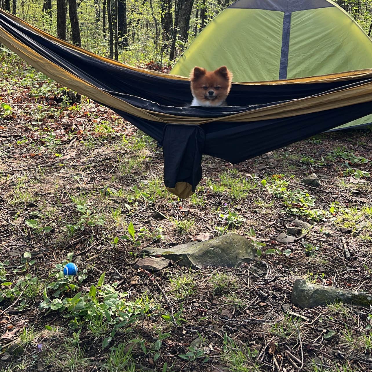 Mathews Arm Campground — Shenandoah National Park | Rileyville, Virginia