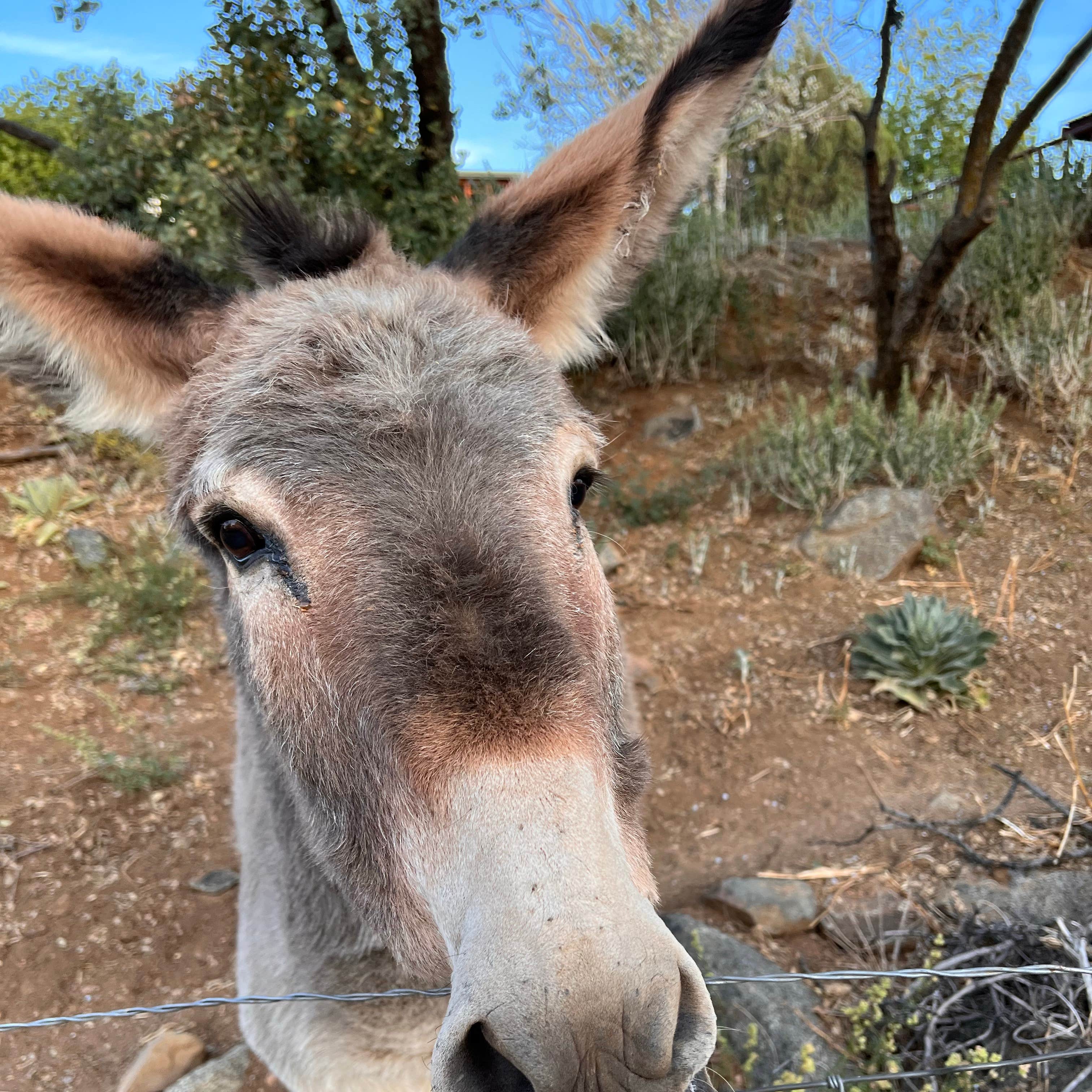 Oxbow Estates RV Park | Payson, Arizona