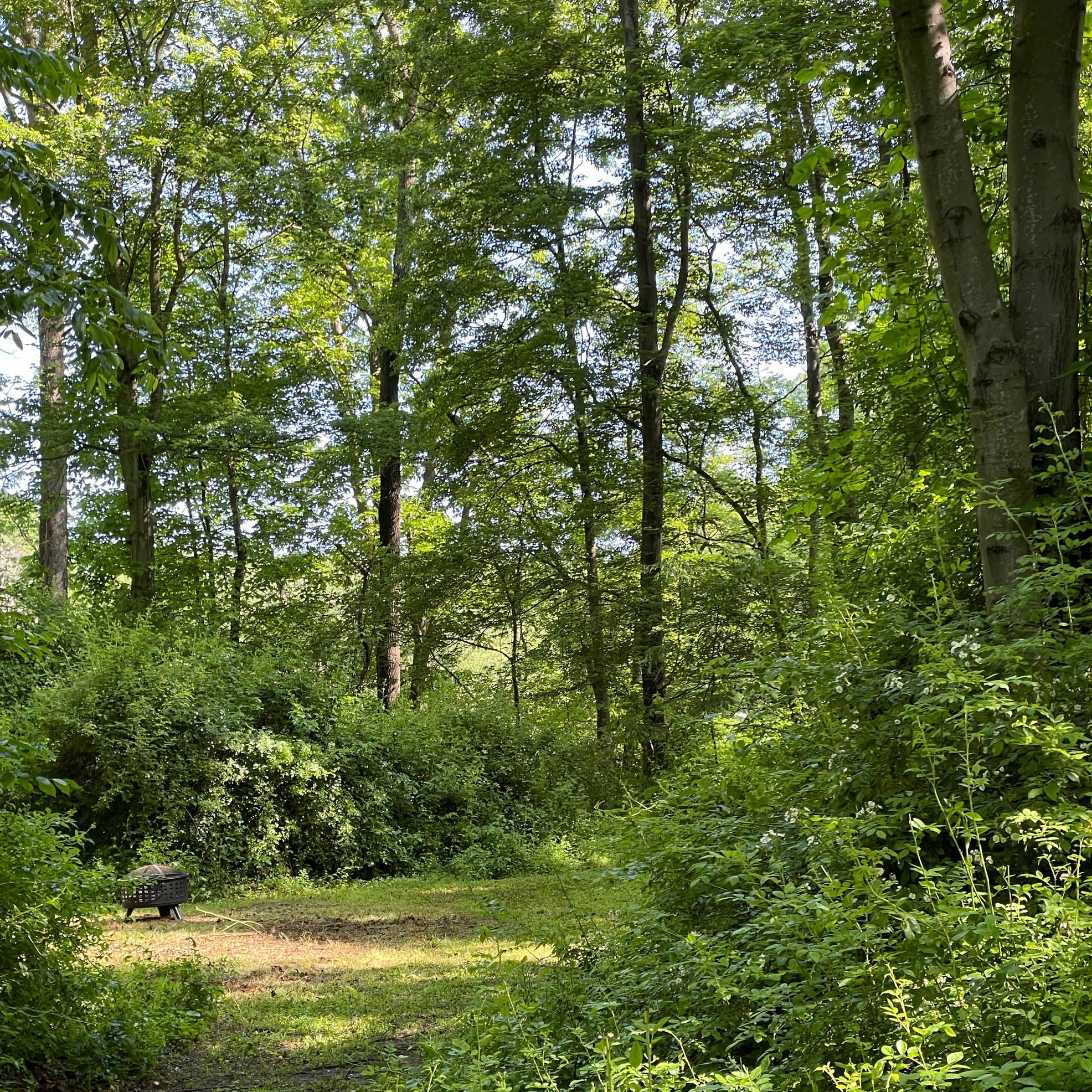 Wooded Campground Camping | The Dyrt