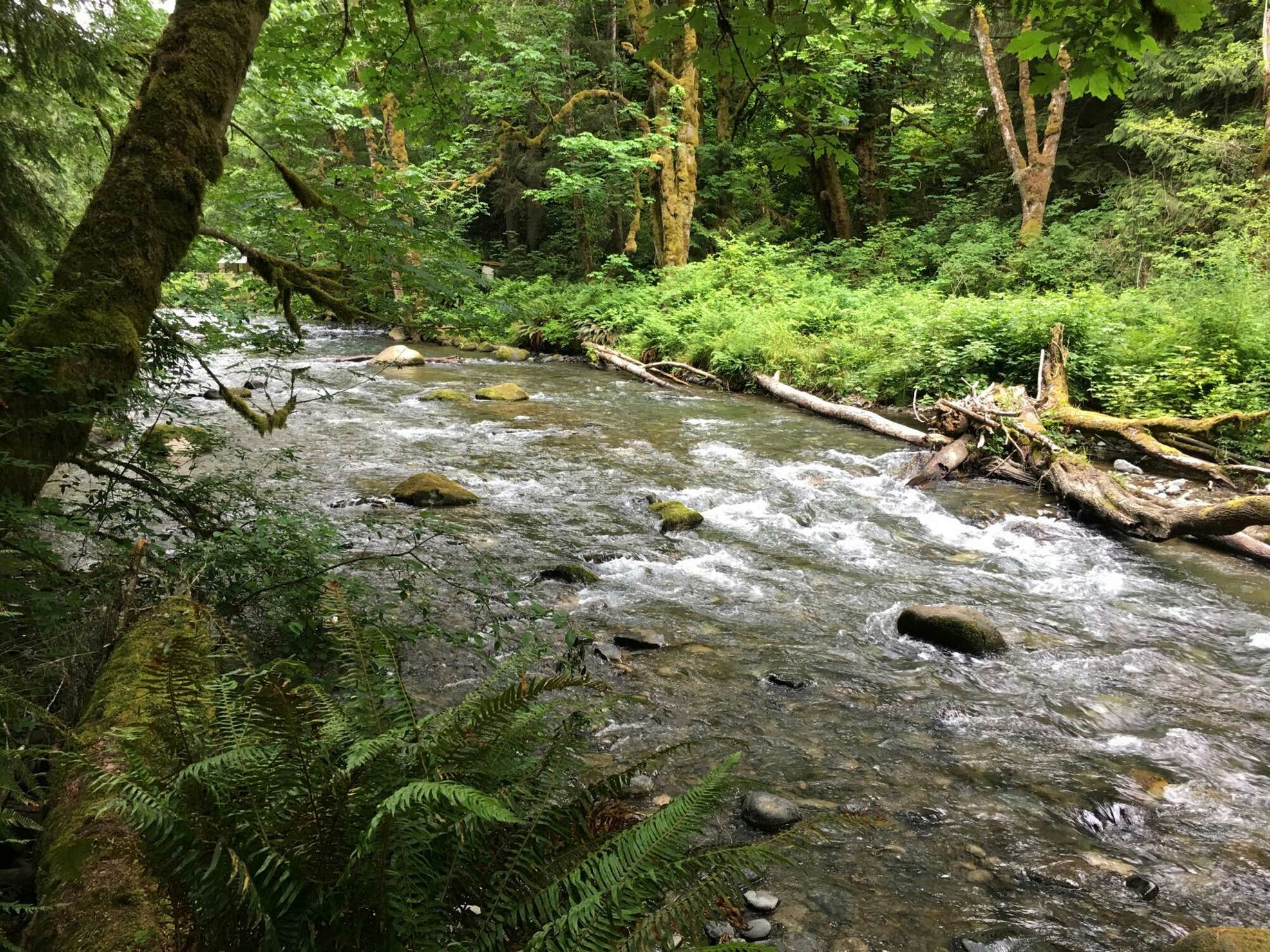 Lyre River- State Forest | The Dyrt