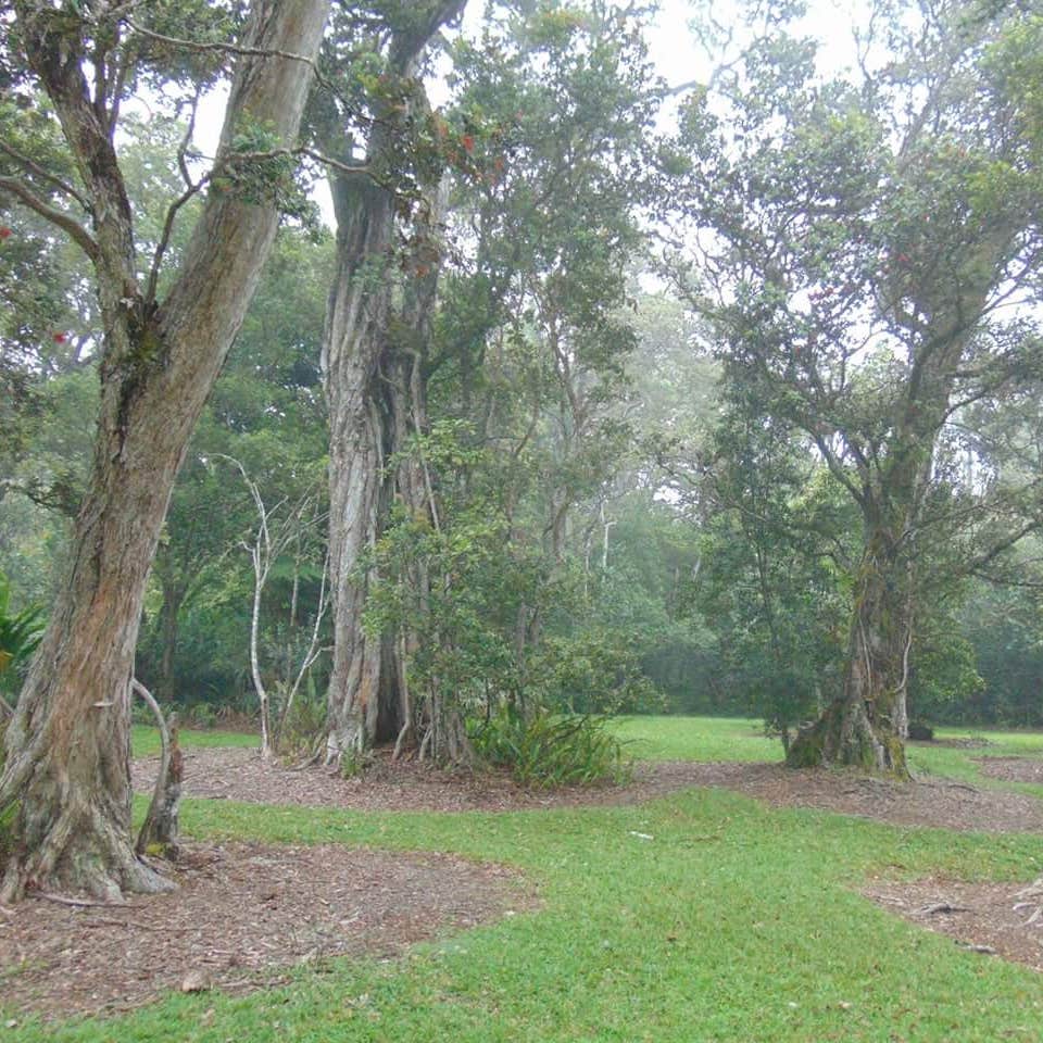 Kalopa State Rec Area - Hawaii Camping | Pu'u O Umi Natural Area ...