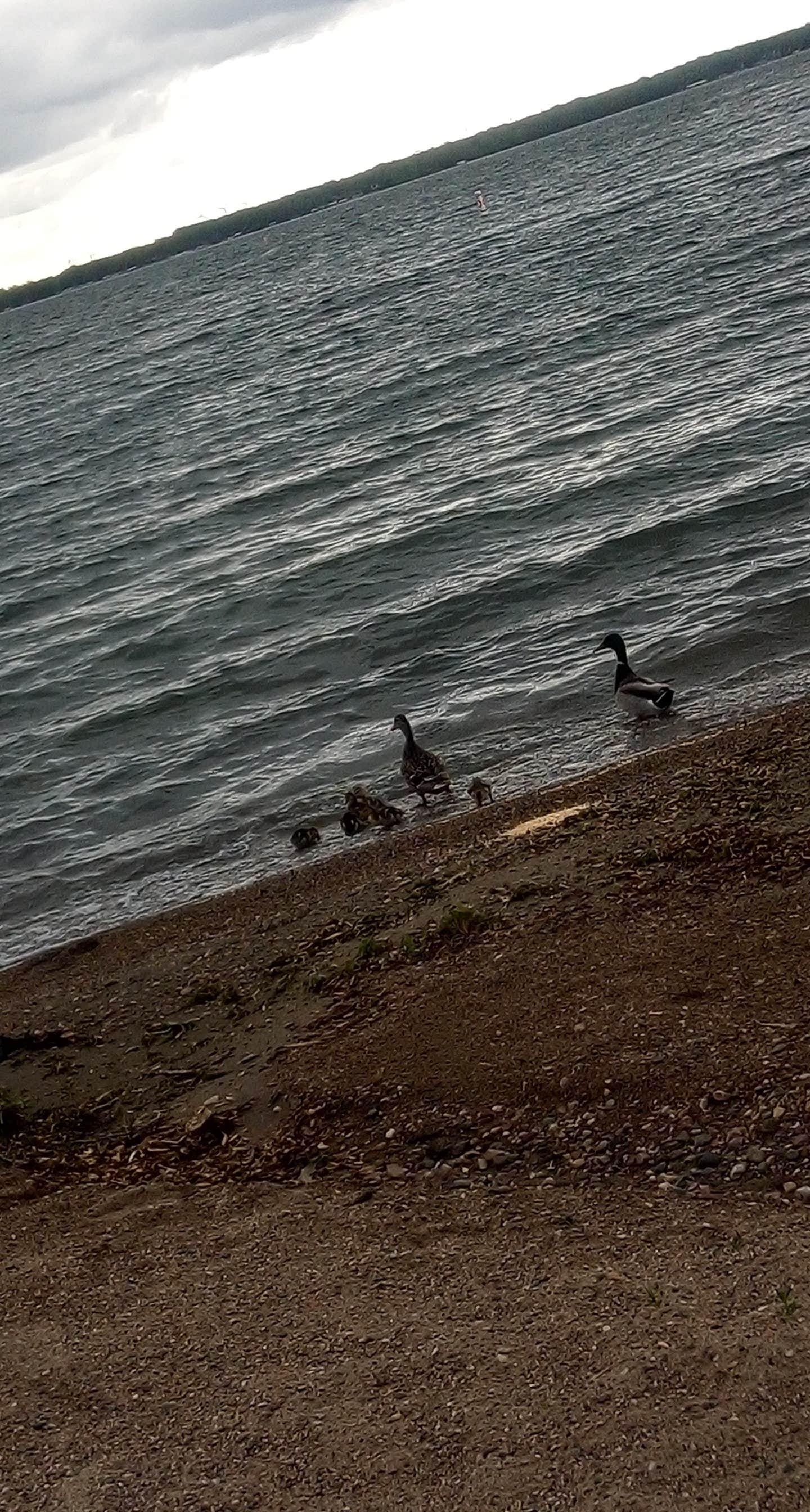 Gull Point State Park Campground | Milford, IA