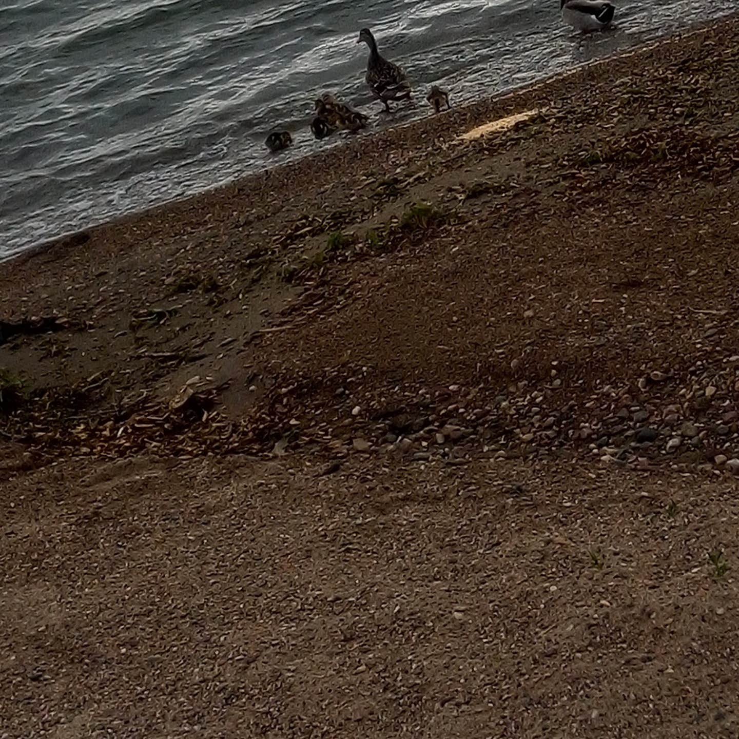 Gull Point State Park Campground | Milford, Iowa
