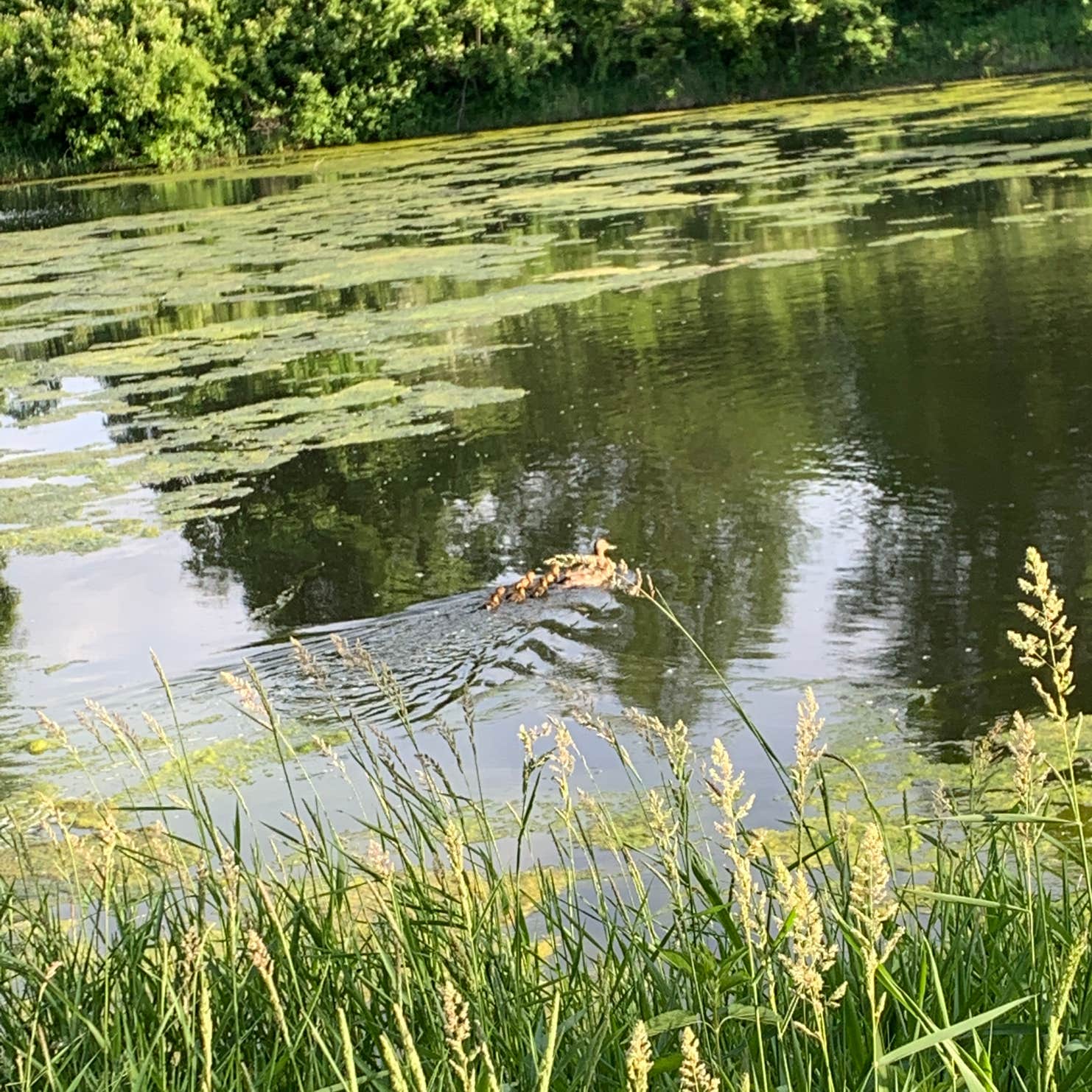 Acorn Valley Camping | Johnston, IA
