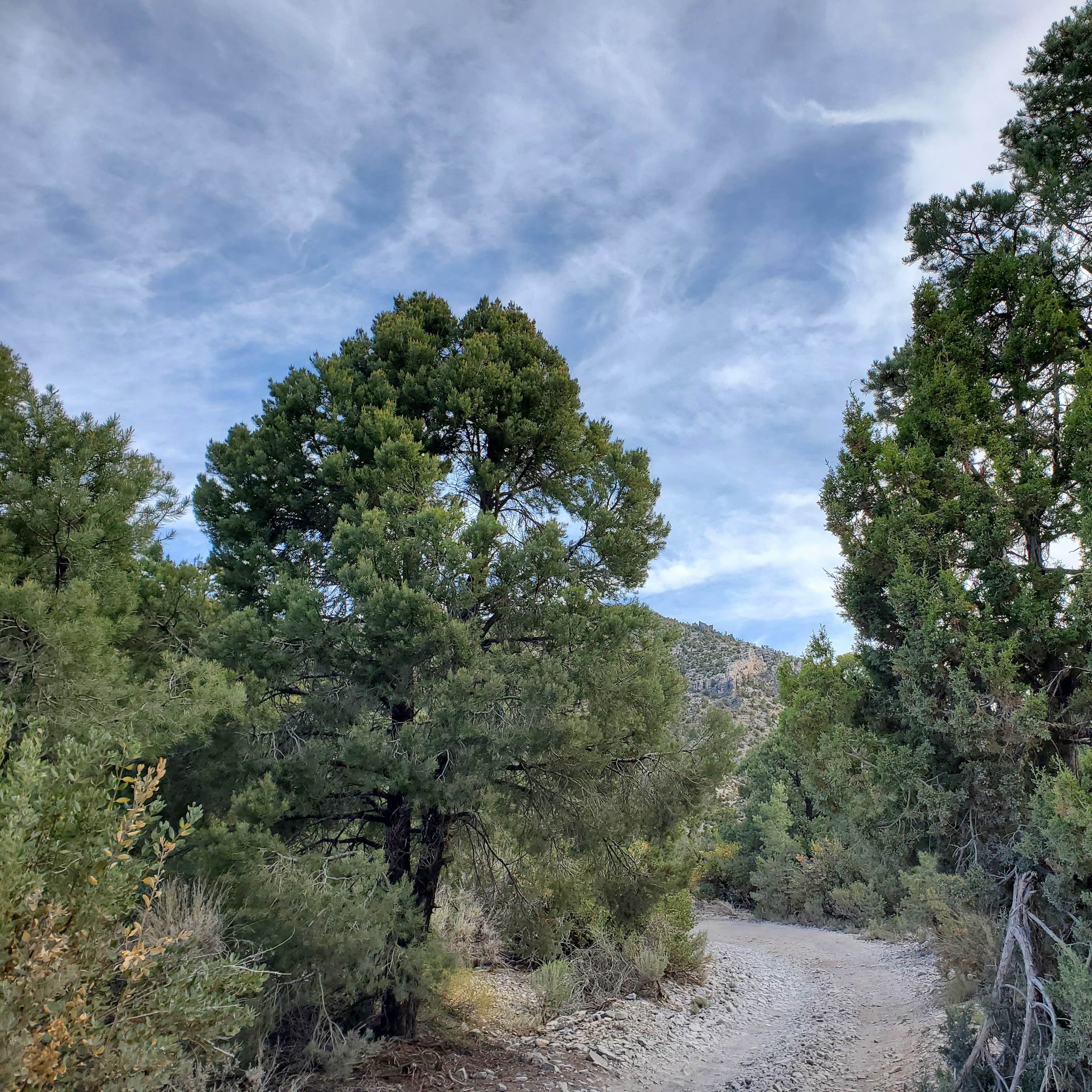 Carpenter Canyon Camping | Mount Charleston, NV
