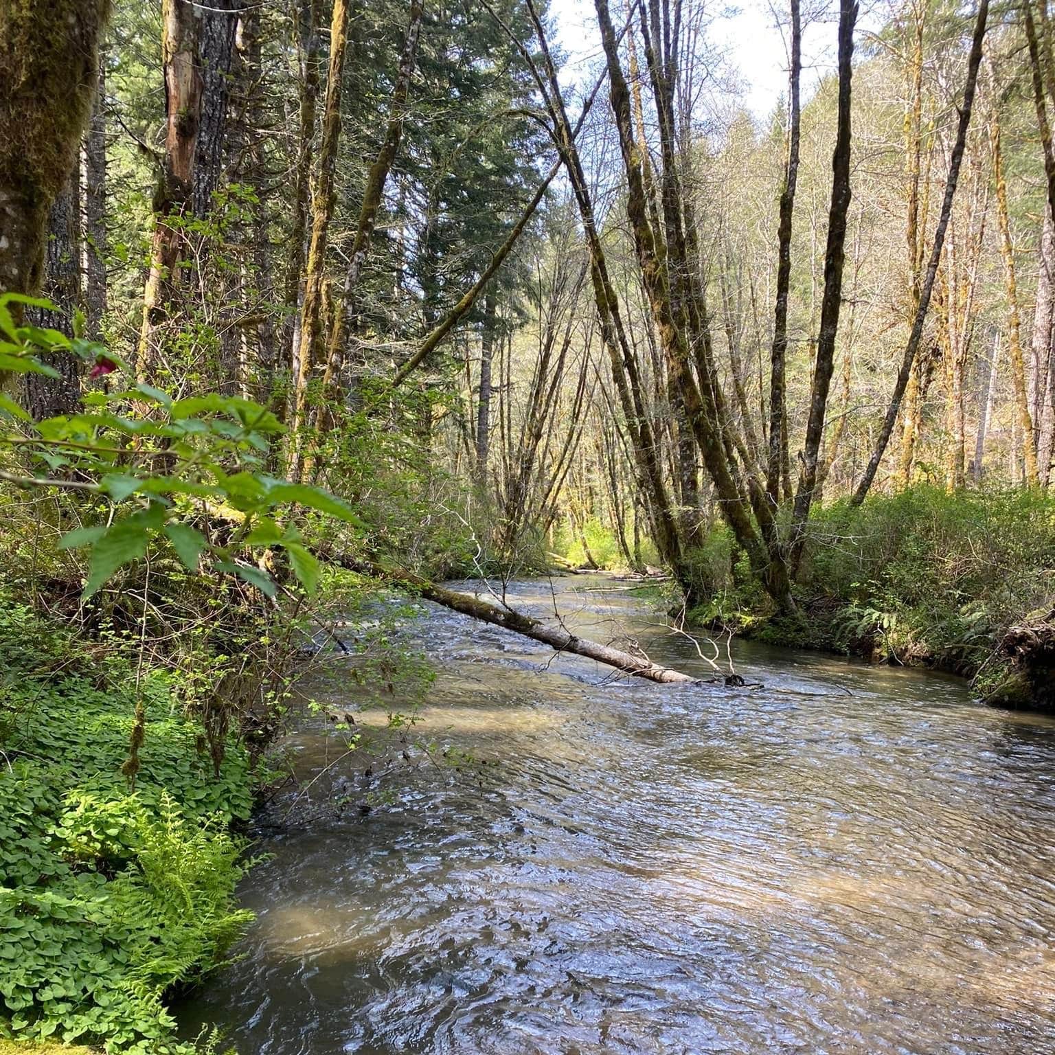 Alsea Falls Recreation Site (campground) | Alsea, Oregon