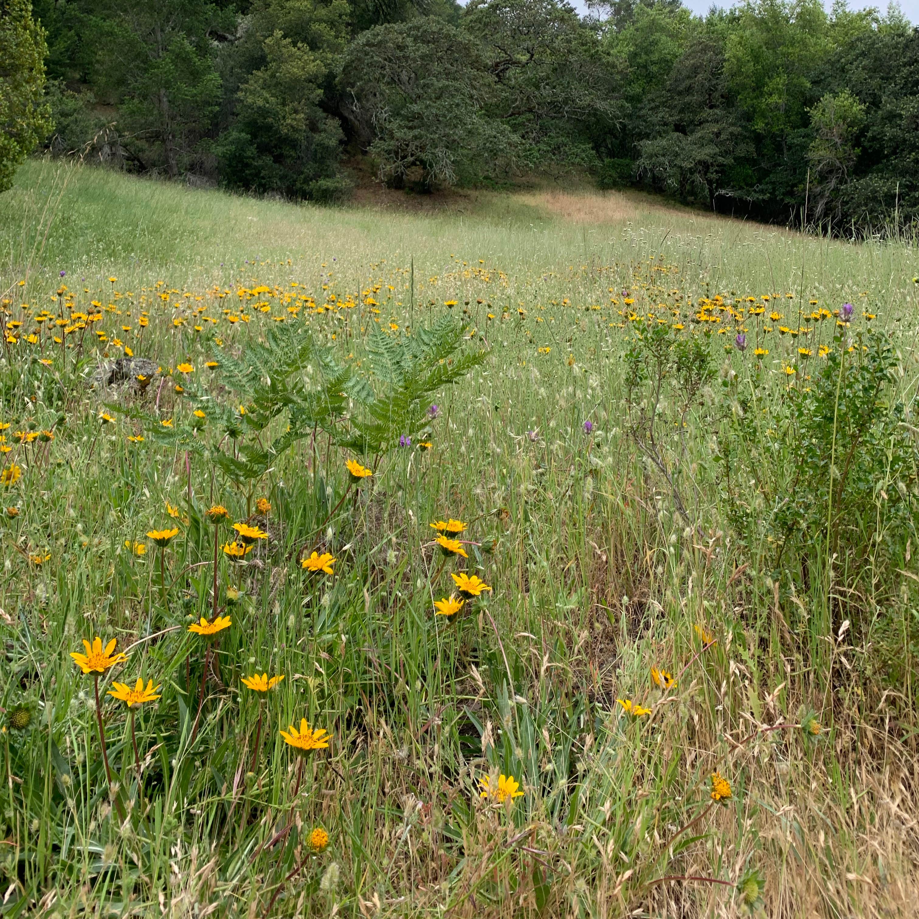 Sugarloaf Ridge State Park Campground | Kenwood, CA