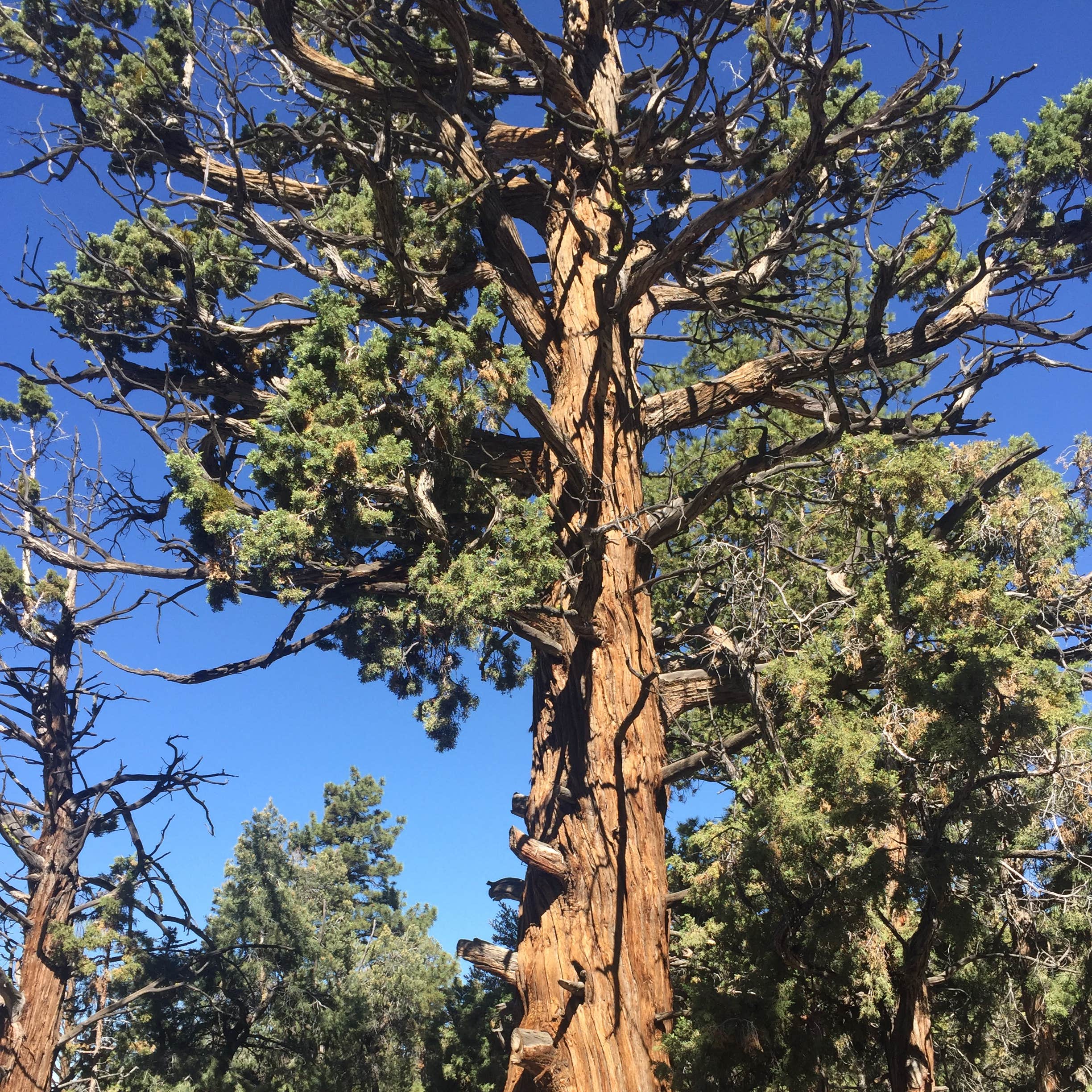 Military Park Miramar Marine Corps Air Station Big Bear Recreation Facility Camping | The Dyrt