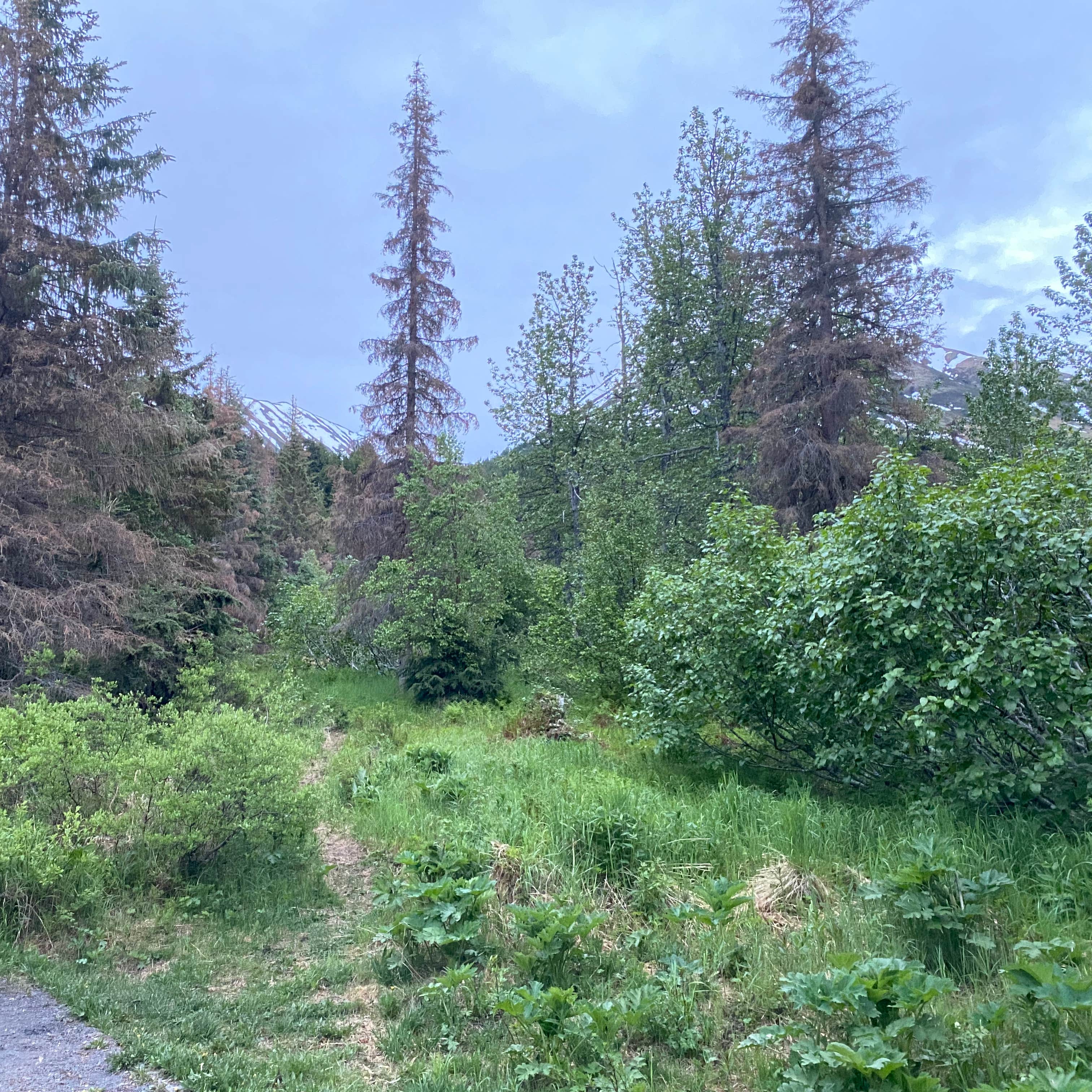 Tenderfoot Creek Camping | Moose Pass, Alaska