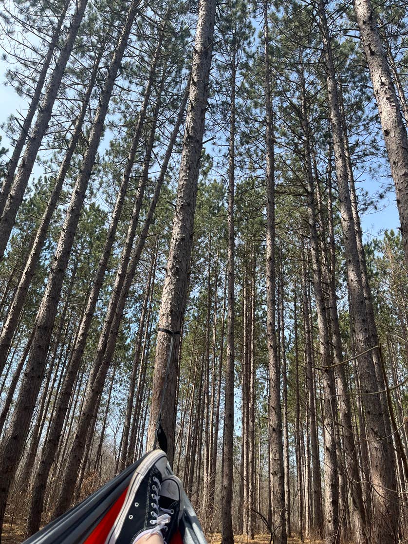 Carrieville State Forest Campground Camping | The Dyrt