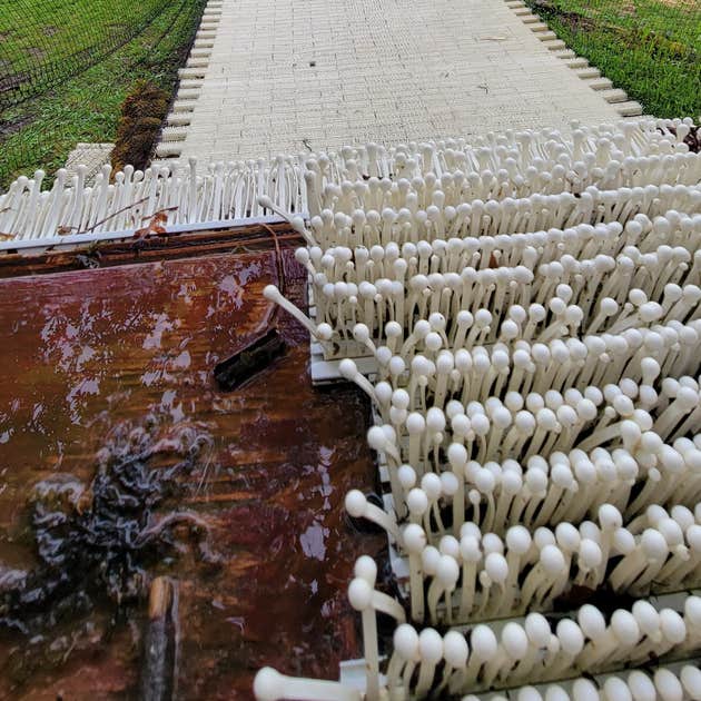 Roamer Sites - Oregon Camping | Brightwood, Oregon