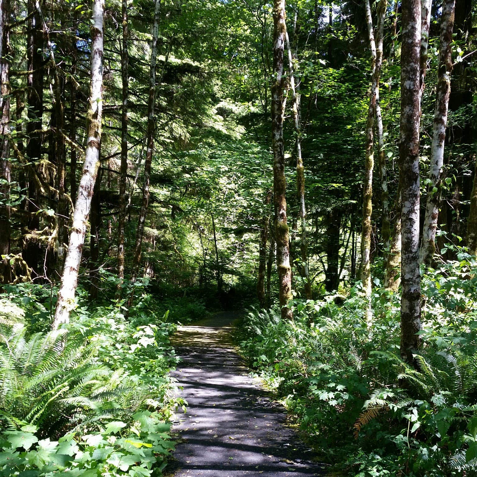 Wynoochee Falls Campground | Olympic National Forest, Washington