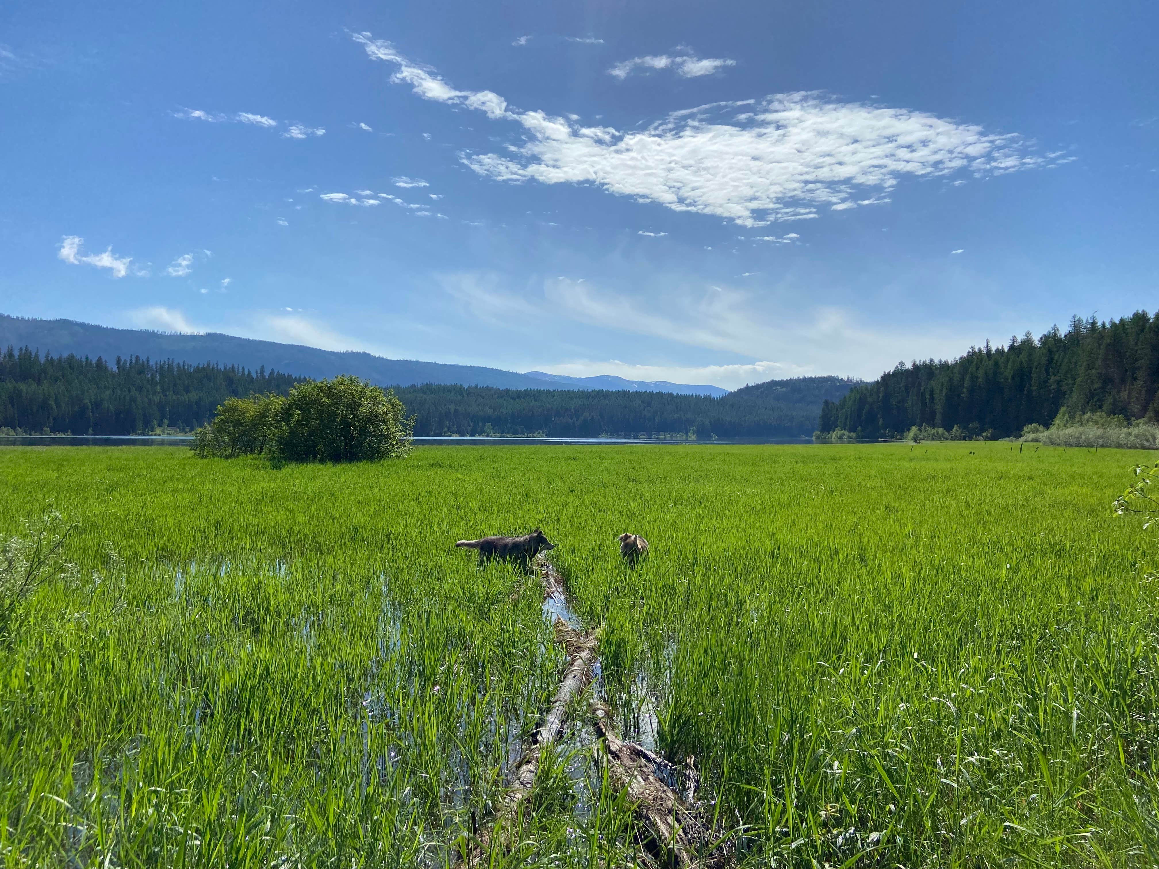 Stillwater Lake Camping | Whitefish, MT