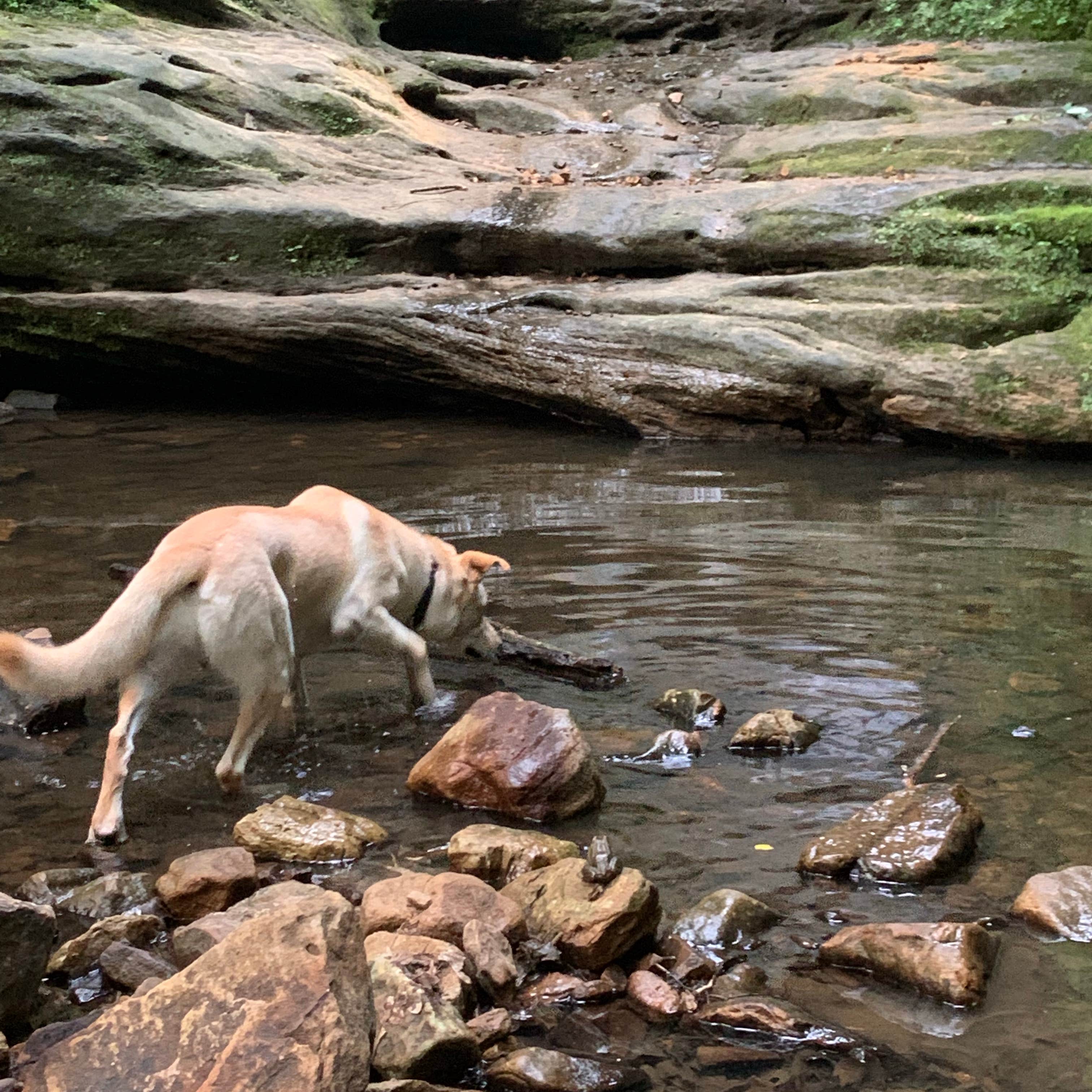 Turkey Ridge Campground — Ferne Clyffe State Park | Goreville, Illinois