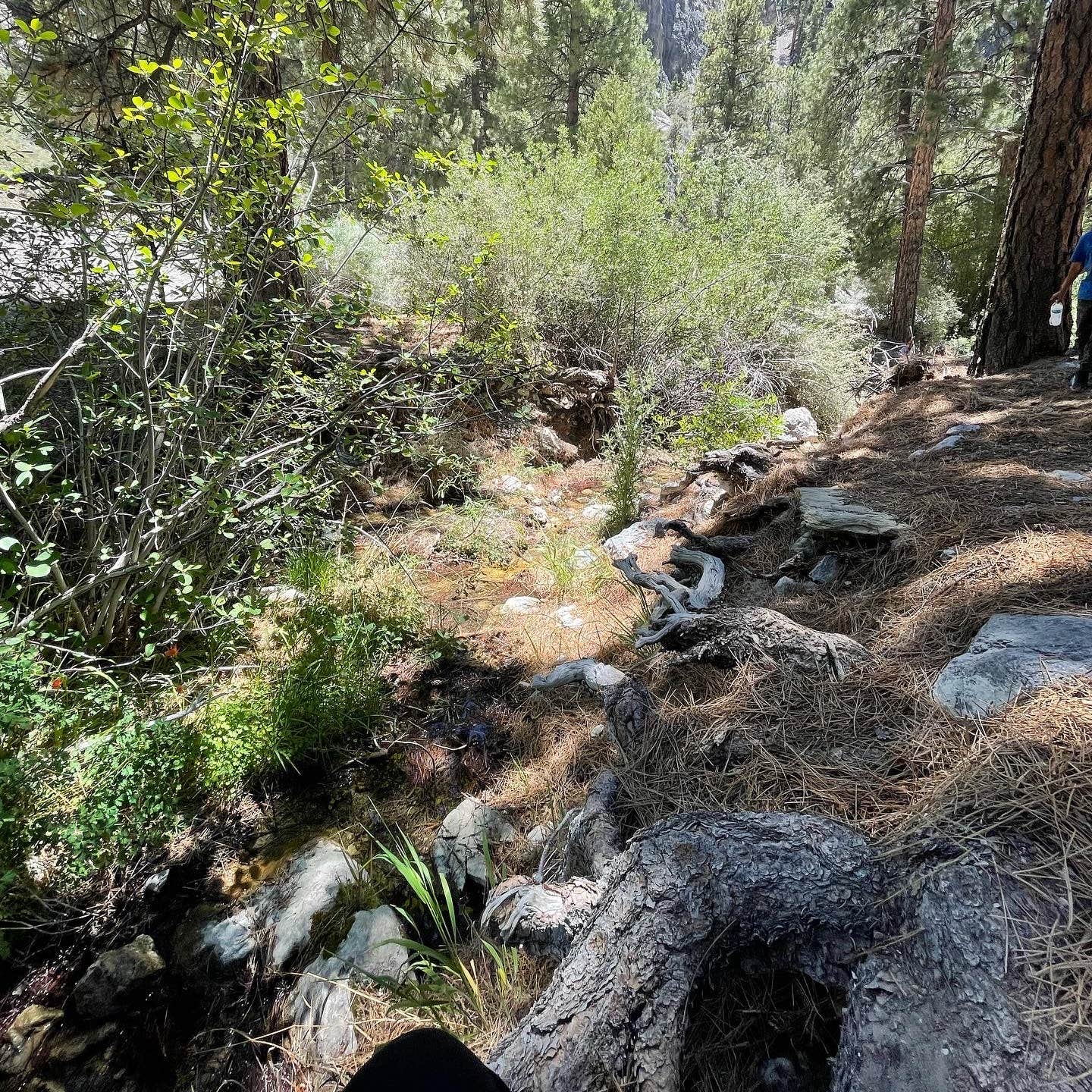 Carpenter Canyon Camping | Mount Charleston, NV