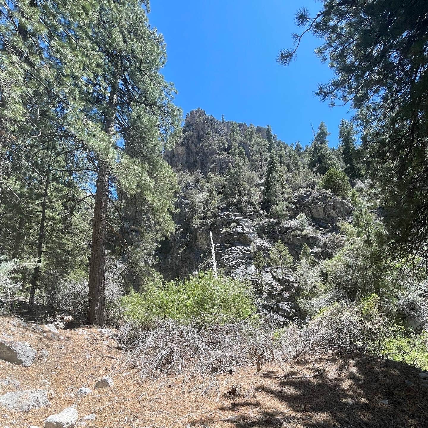 Carpenter Canyon Camping | Mount Charleston, NV