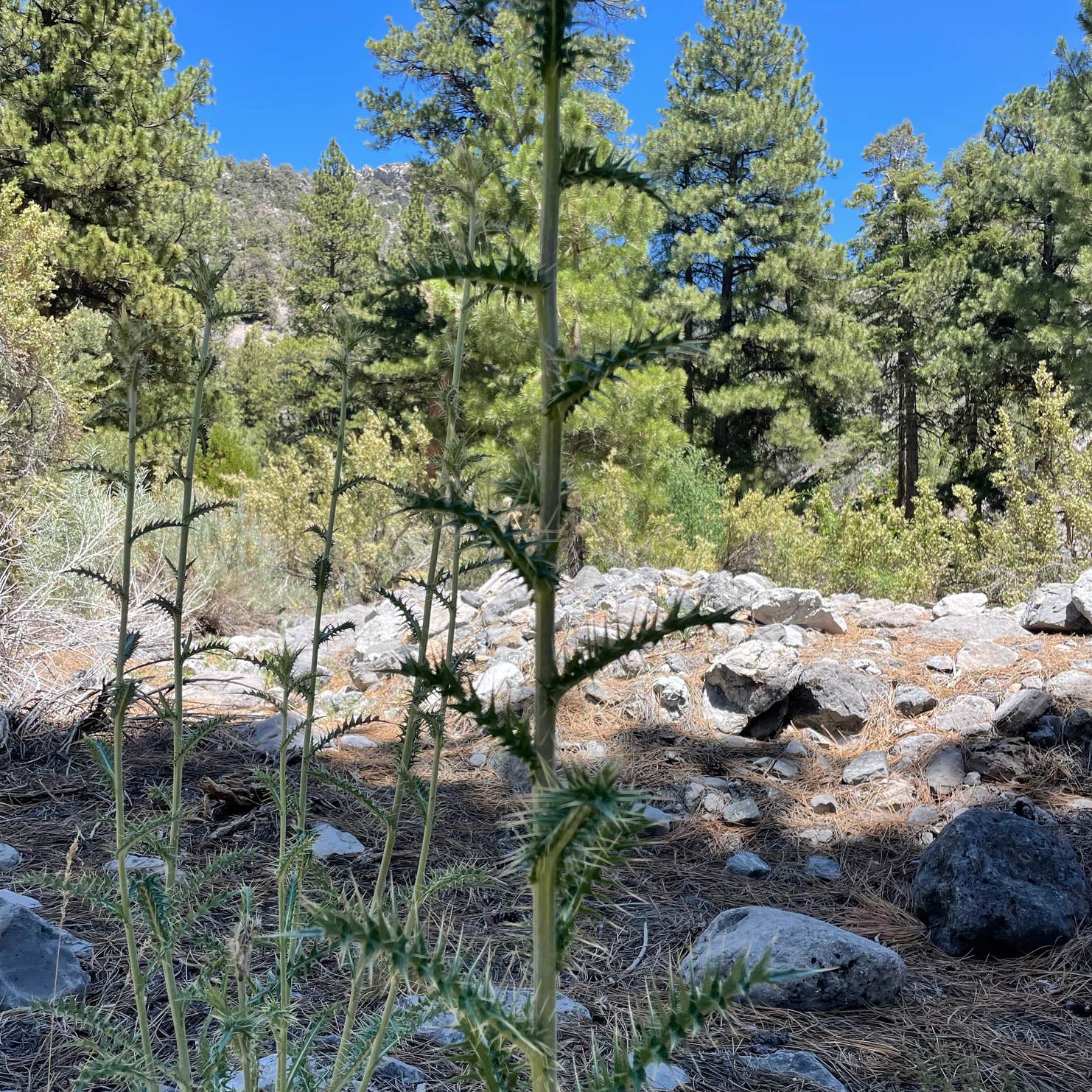 Carpenter Canyon Camping | Mount Charleston, Nevada