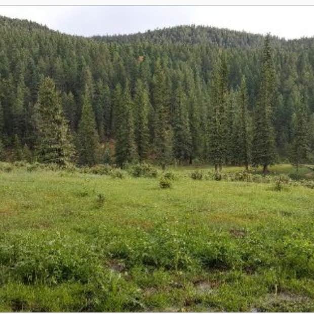 Bluff Springs Dispersed Camping Camping | Cloudcroft, NM | The Dyrt